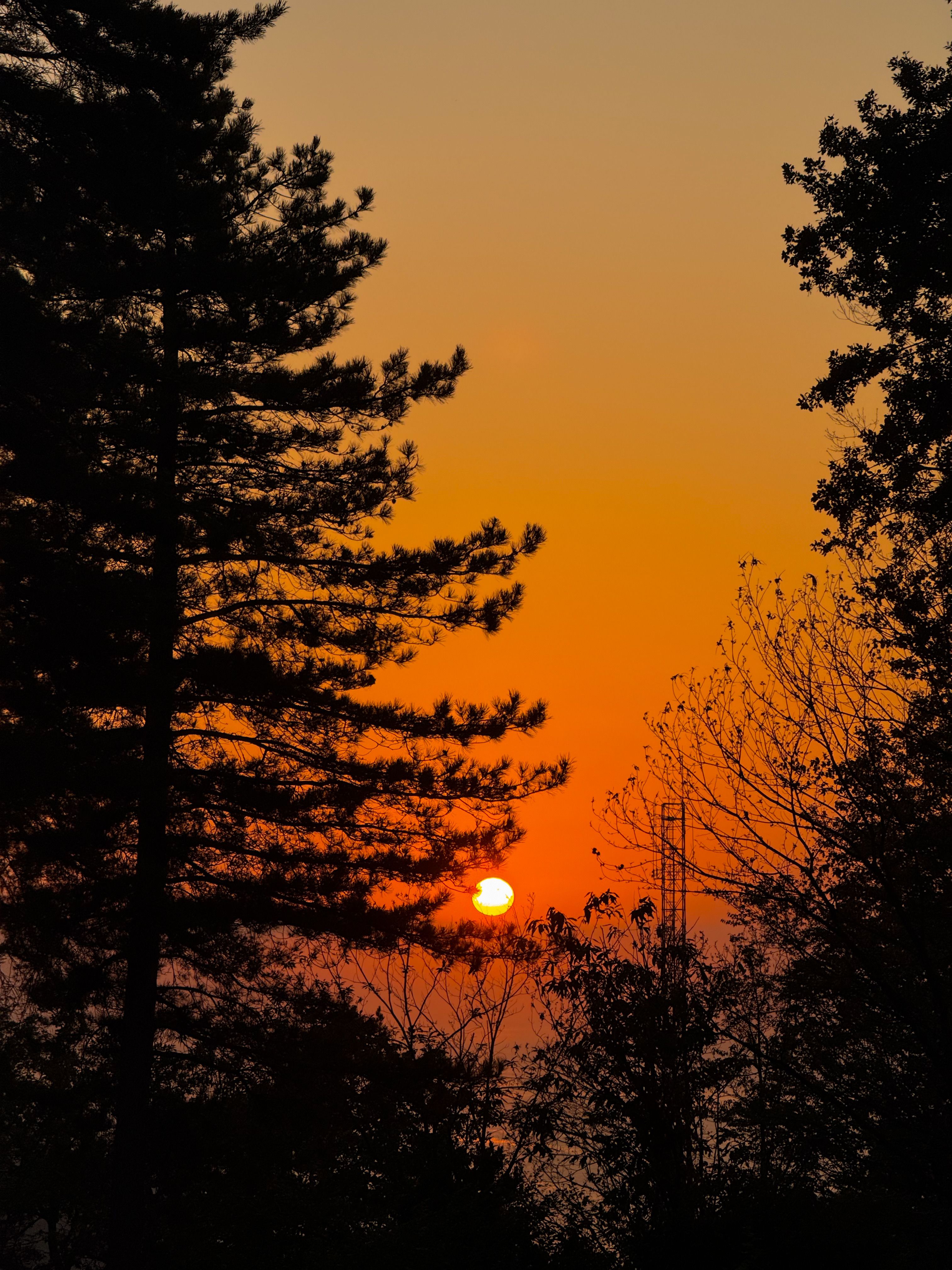 Silhouetted Trees at Orange Sunset Sky · Free Stock Photo