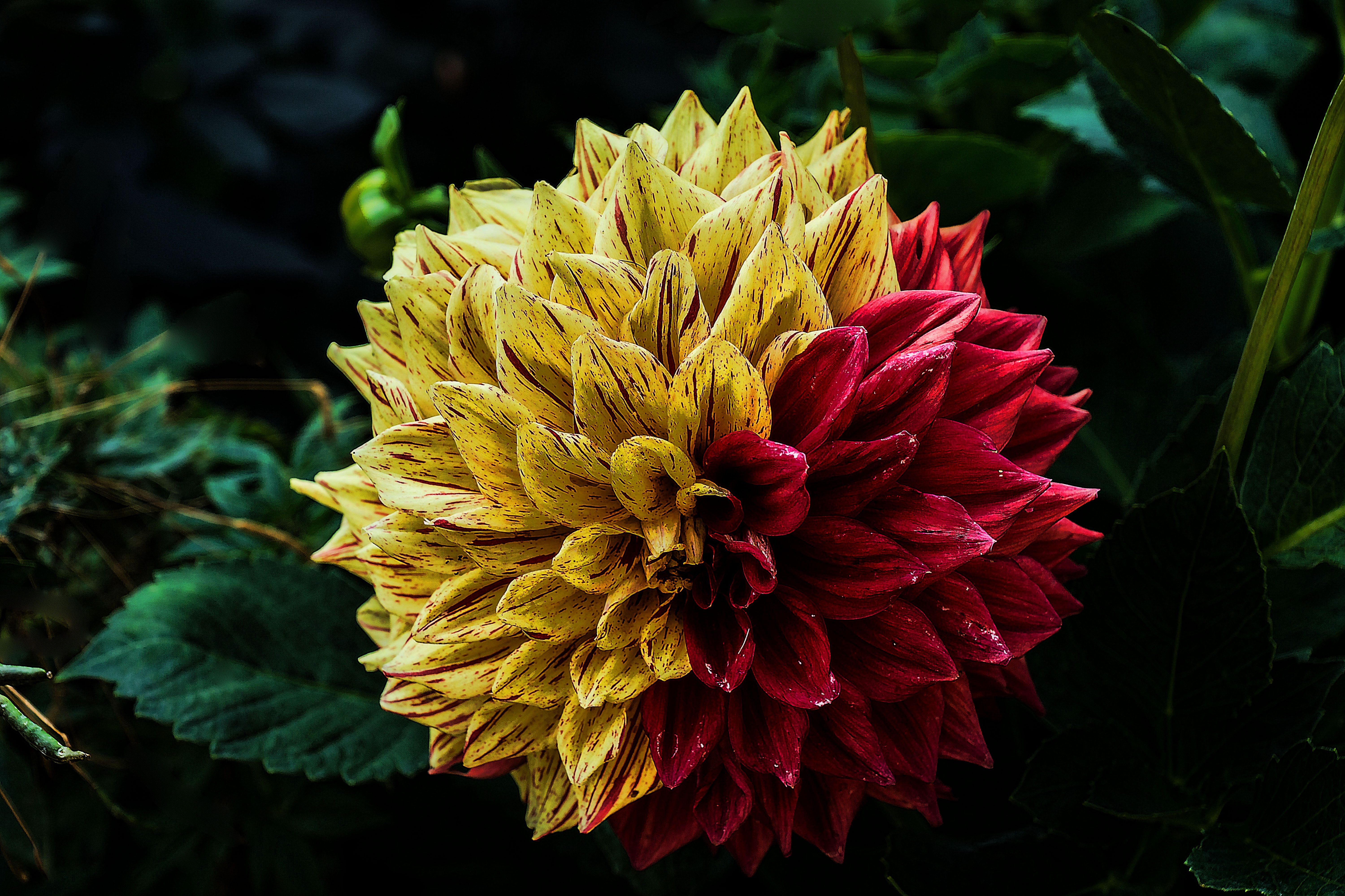 Yellow Red Petal Flower · Free Stock Photo