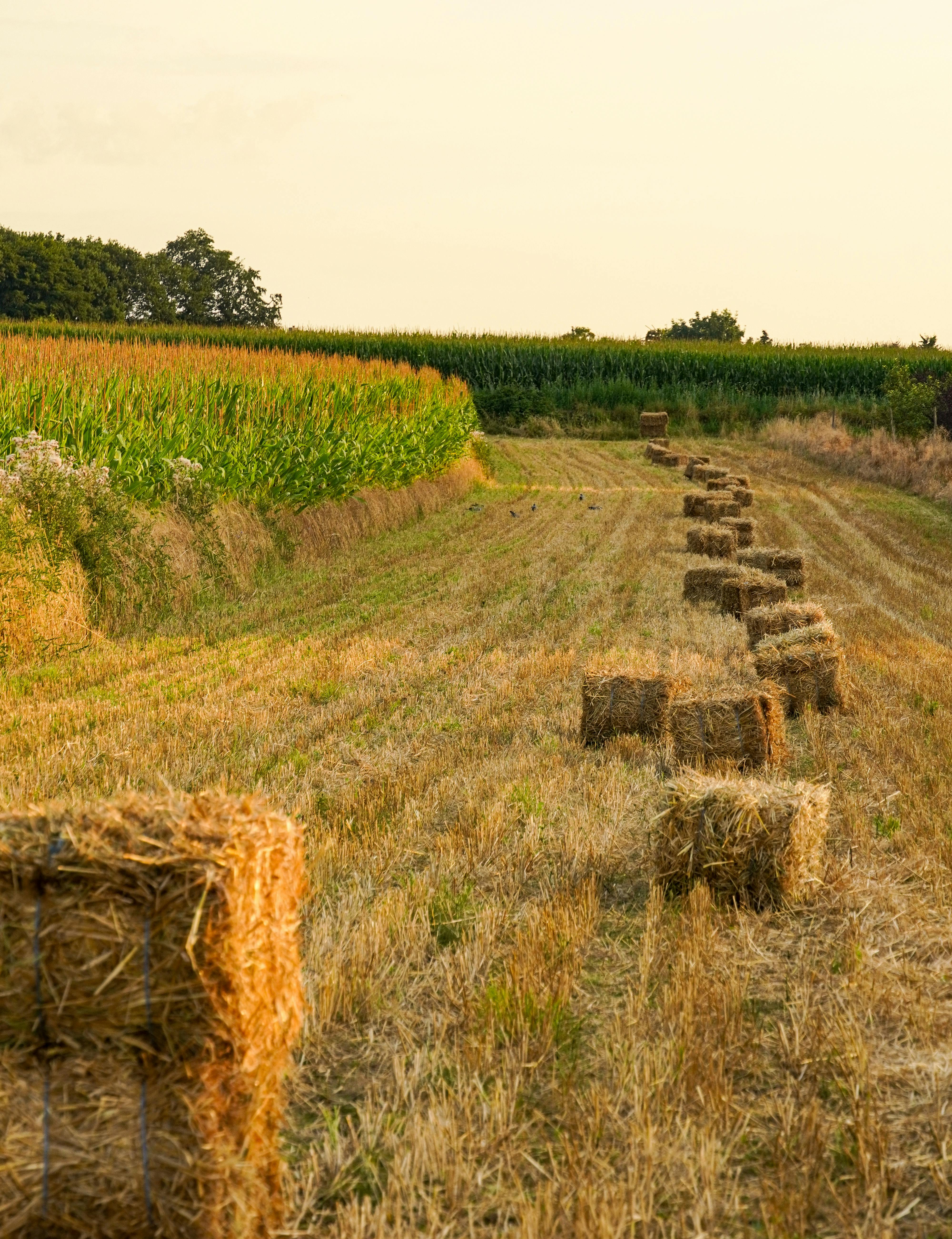 Free Serene rural scene with golden hay bales in Achterberg ...
