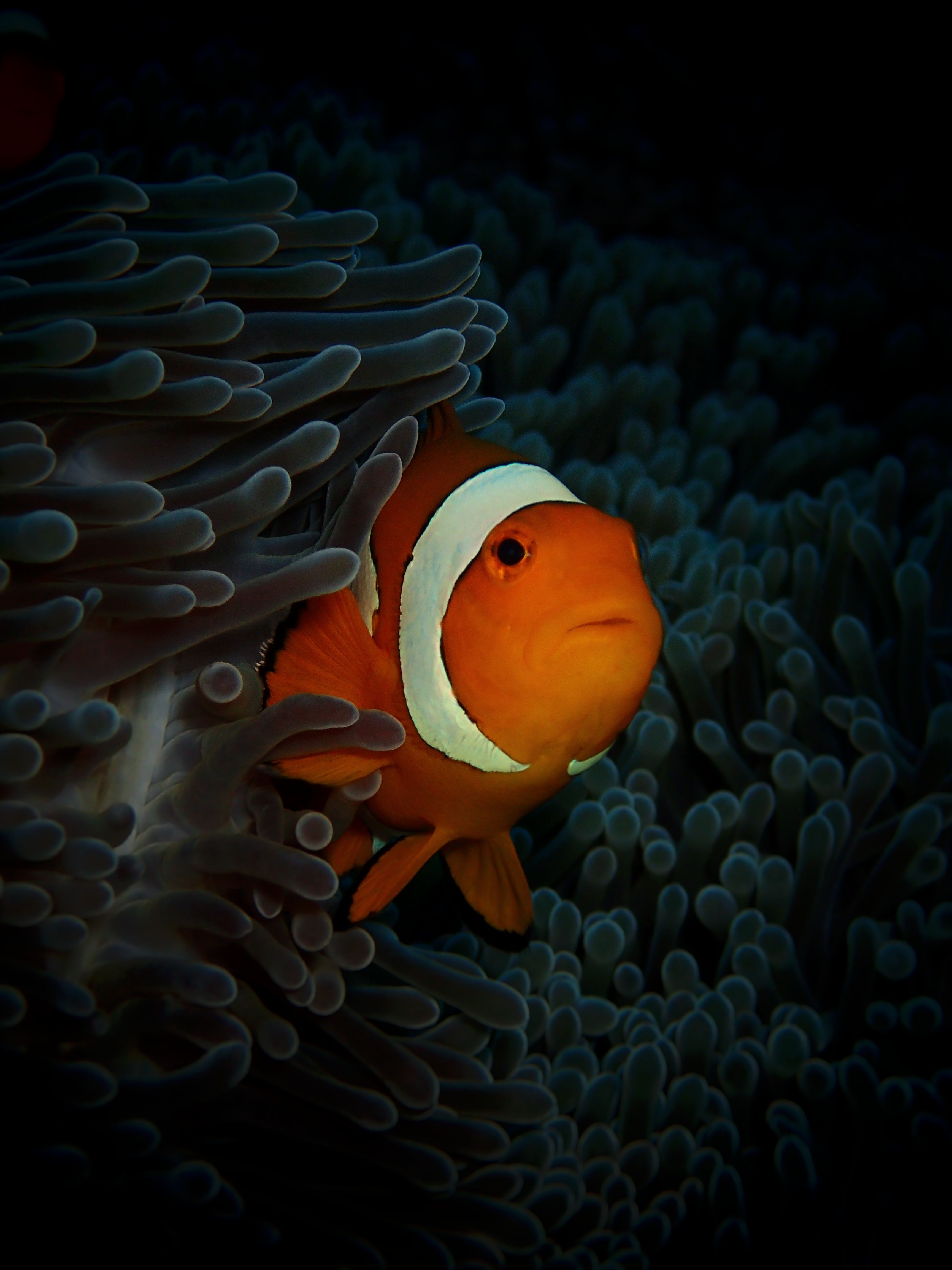 Close Up Photo of Clownfish · Free Stock Photo