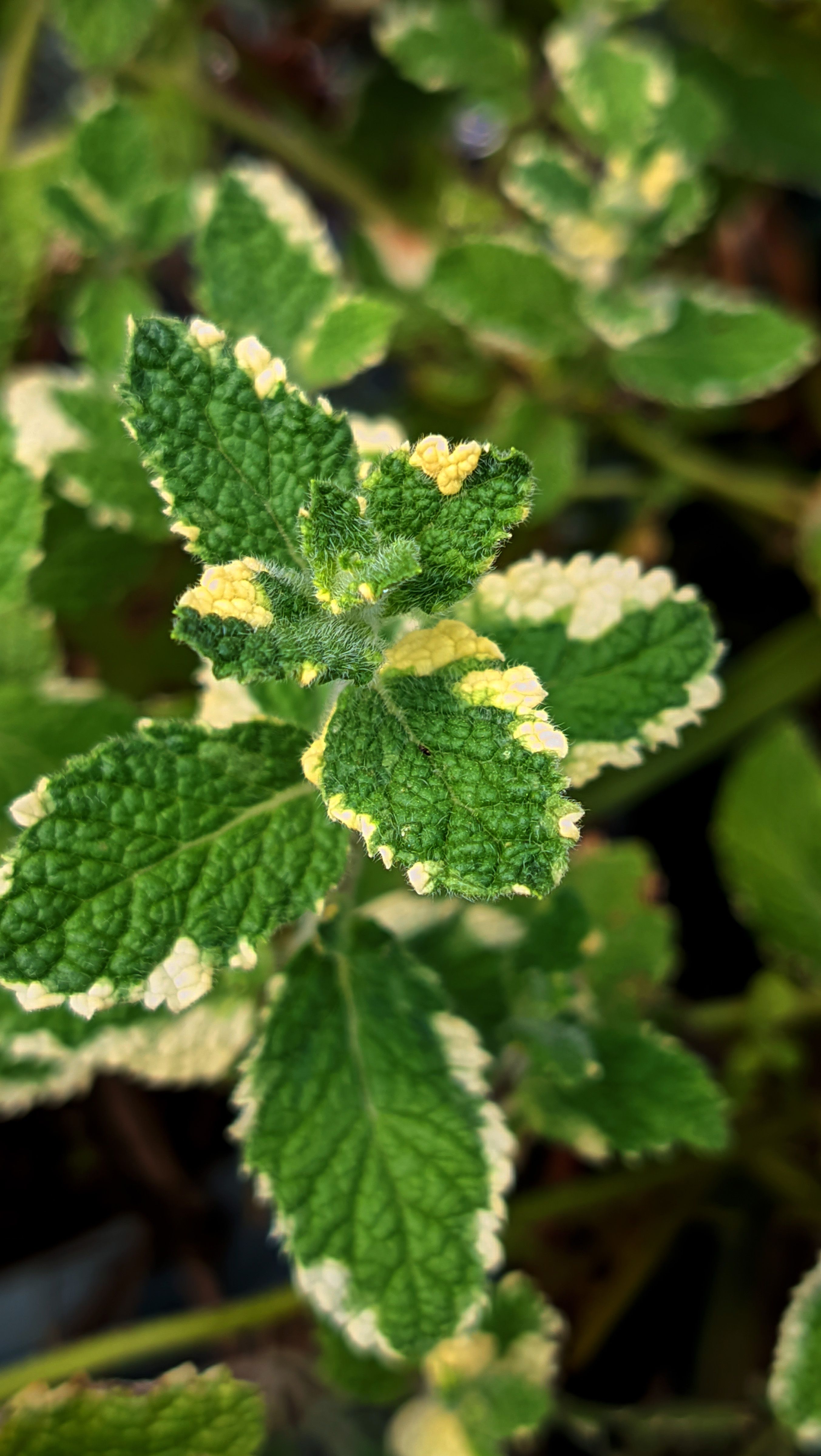 Peppermint Photos, Download The BEST Free Peppermint Stock Photos & HD ...