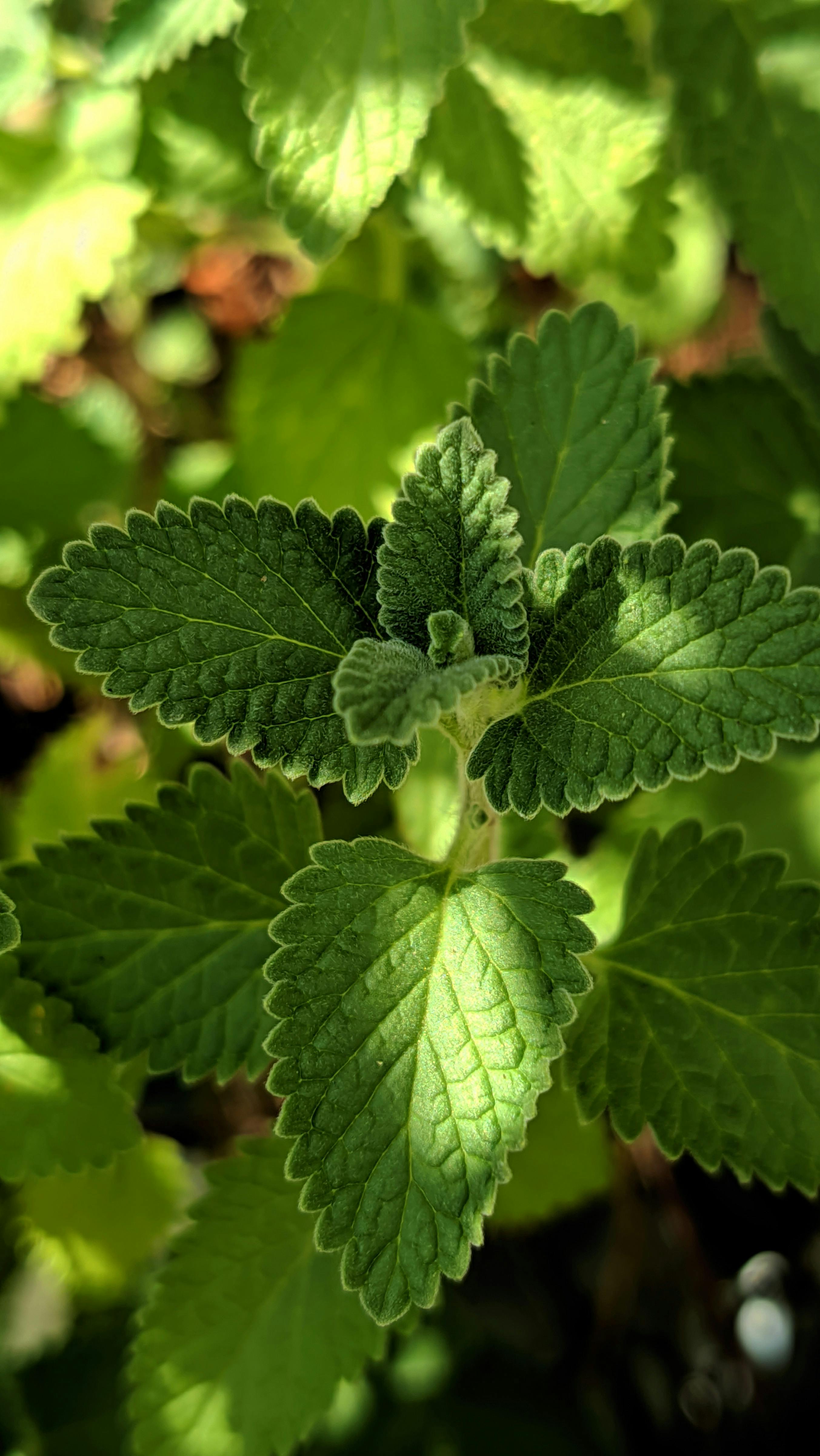 Green Mint Photo · Free Stock Photo