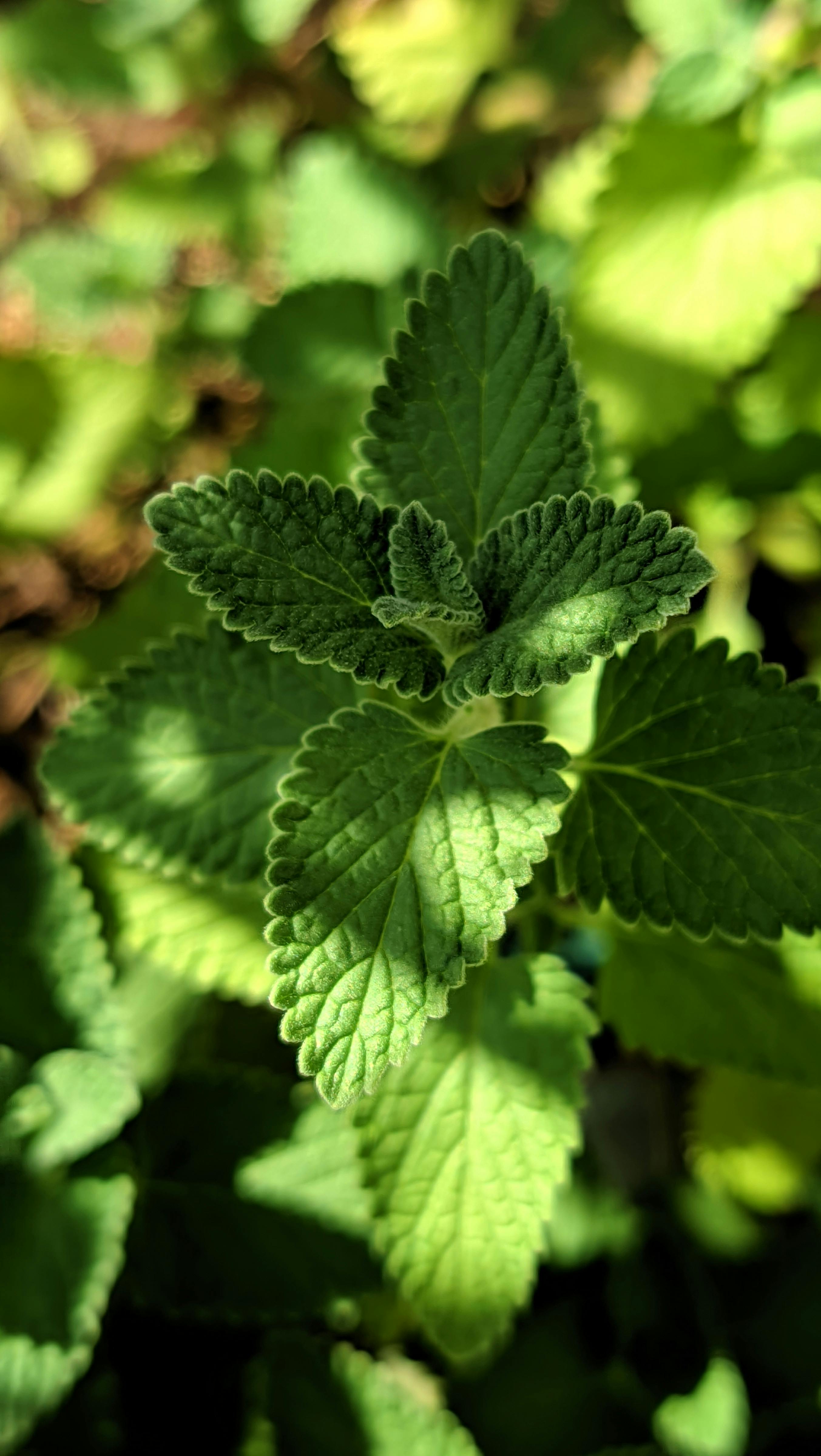 Green Mint Photo · Free Stock Photo