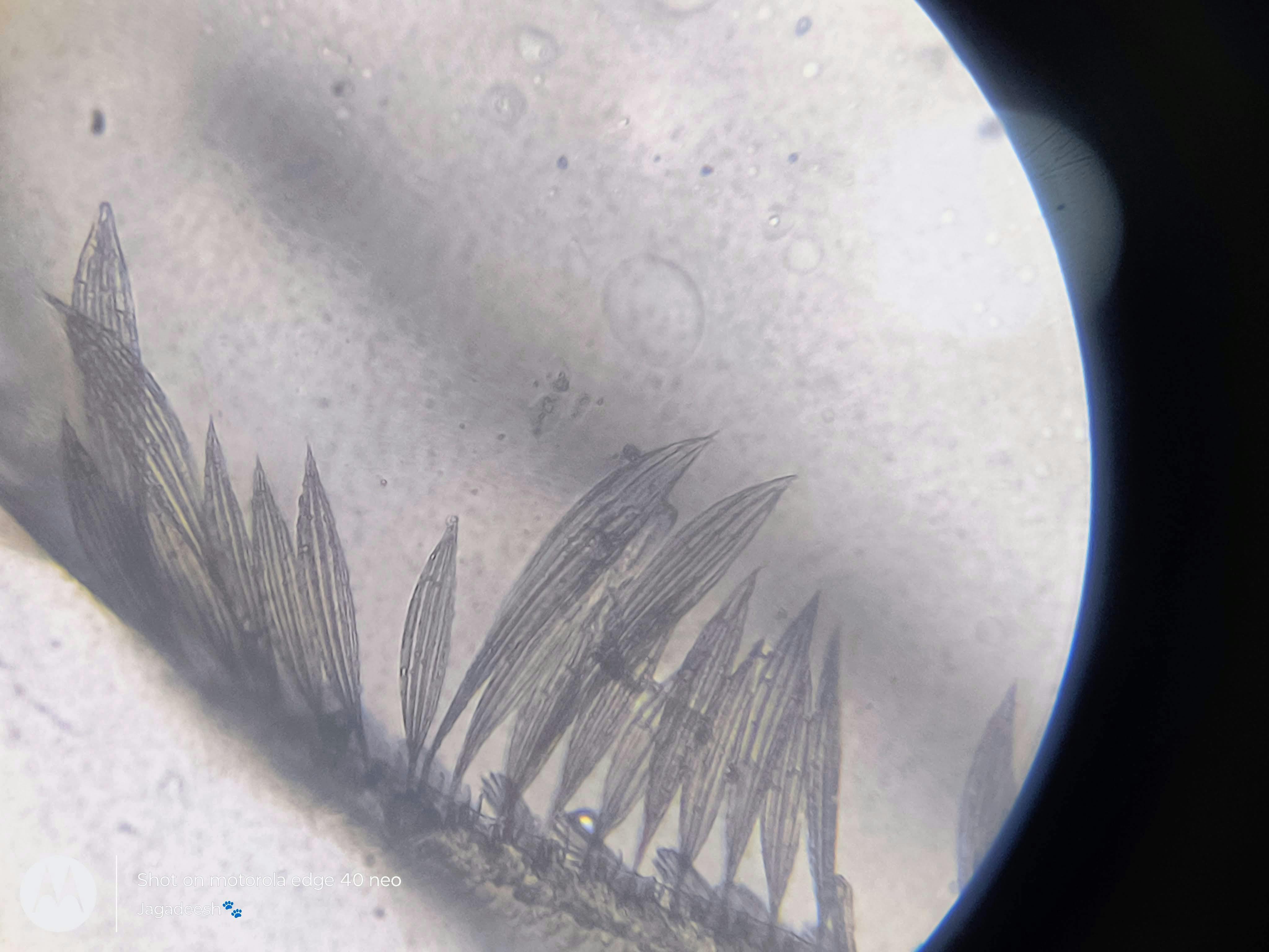 Textures Microscope Photos, Download The BEST Free Textures Microscope ...