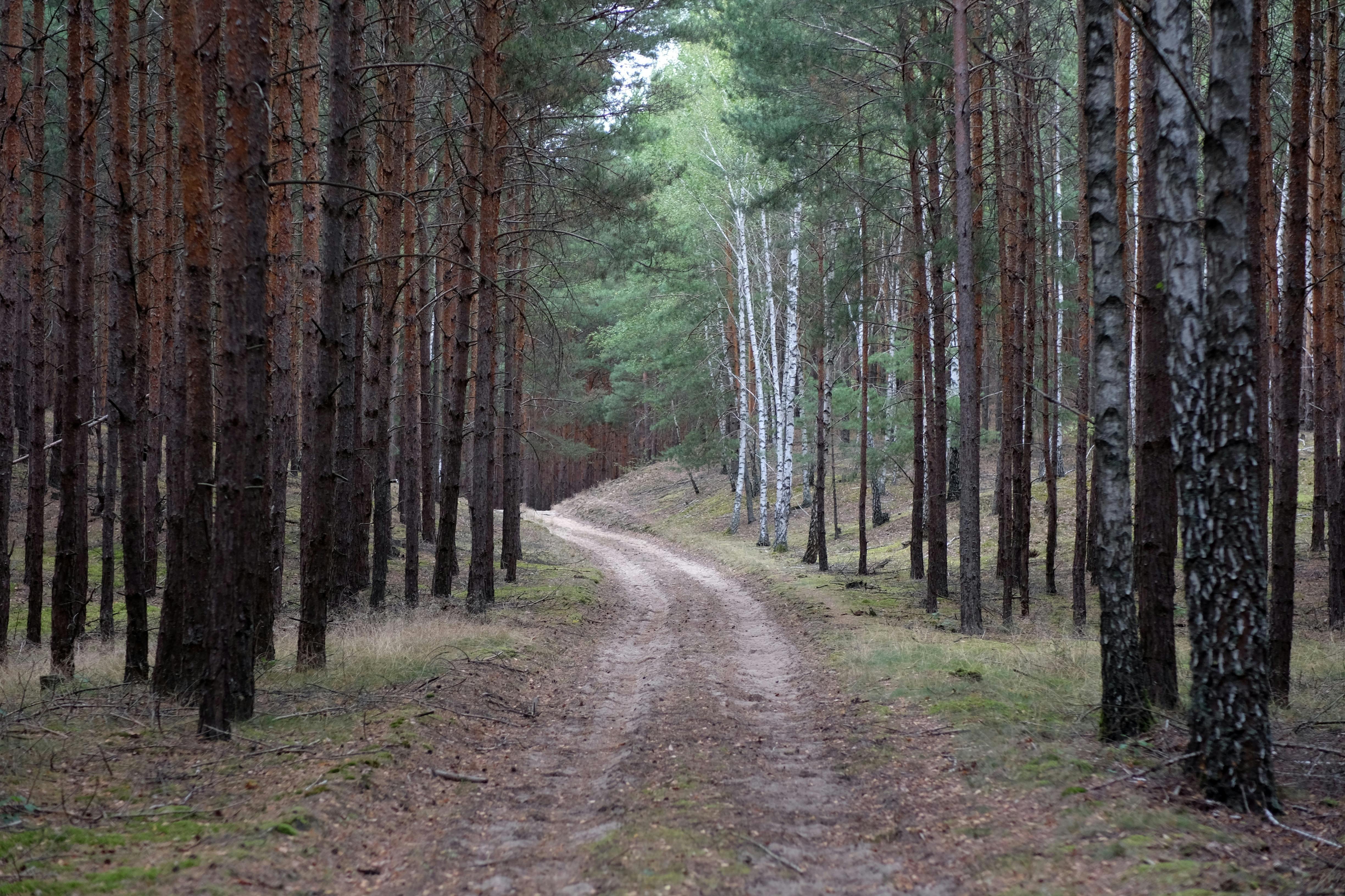 Scenic Forest Pathway Lined with Tall Pine Trees · Free Stock Photo
