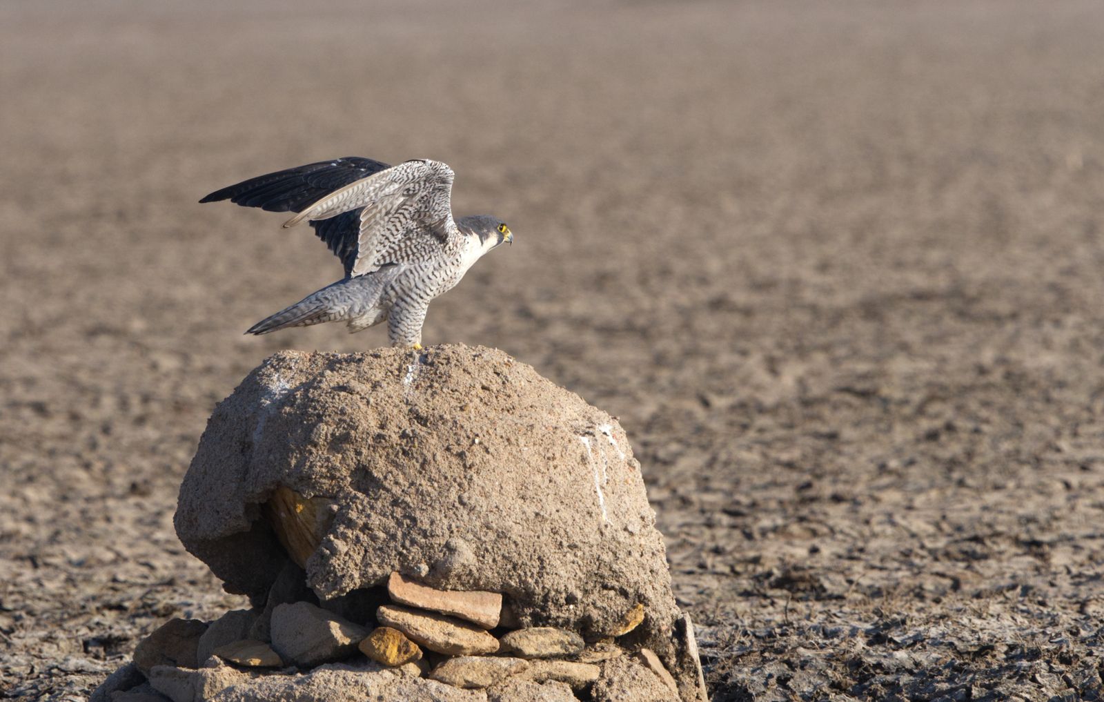 Peregrine Falcon Photos, Download The BEST Free Peregrine Falcon Stock ...