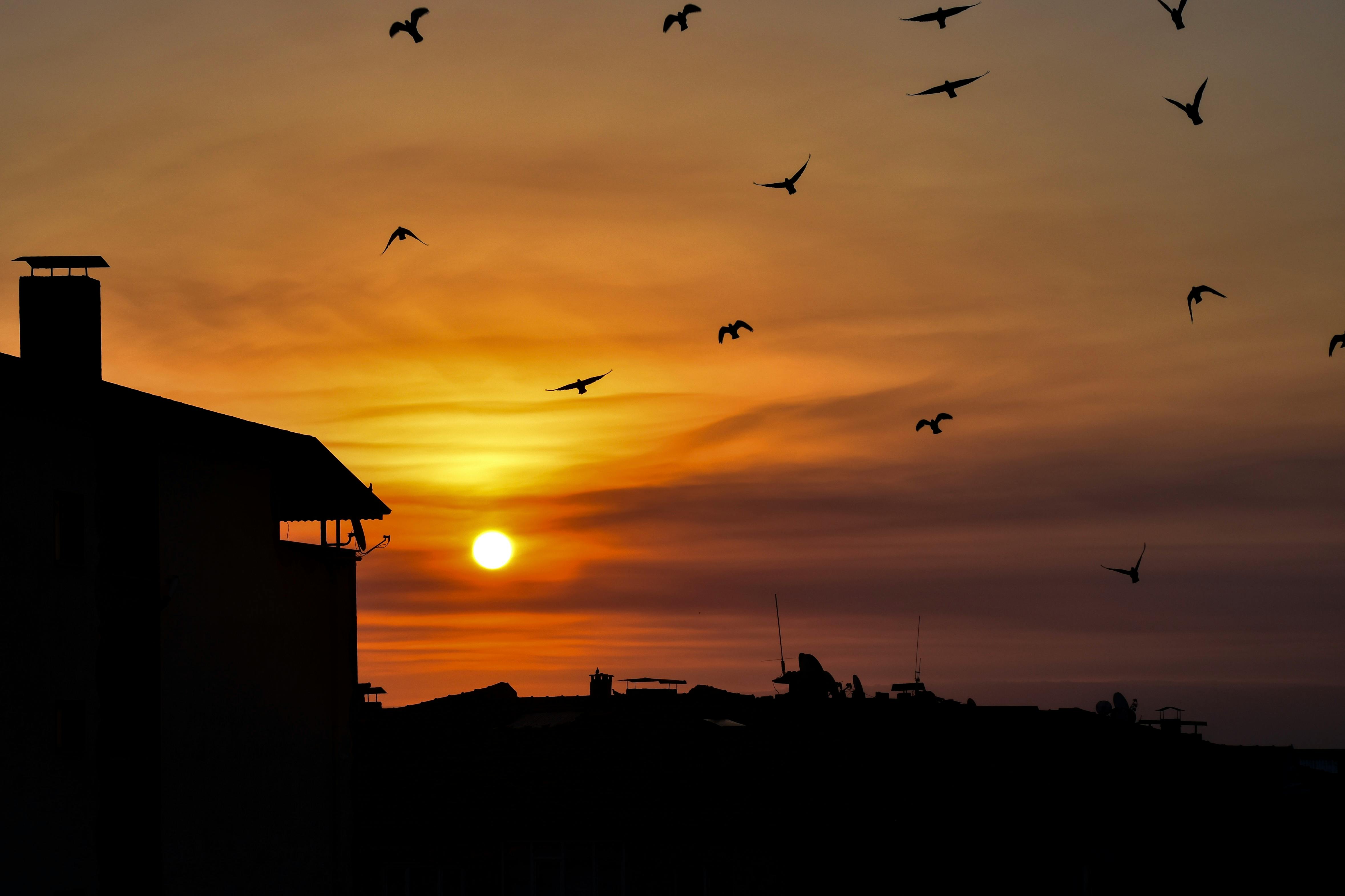 29+ Fotos y Imágenes de Dach-dacks Gratis · Banco de Fotos Gratis