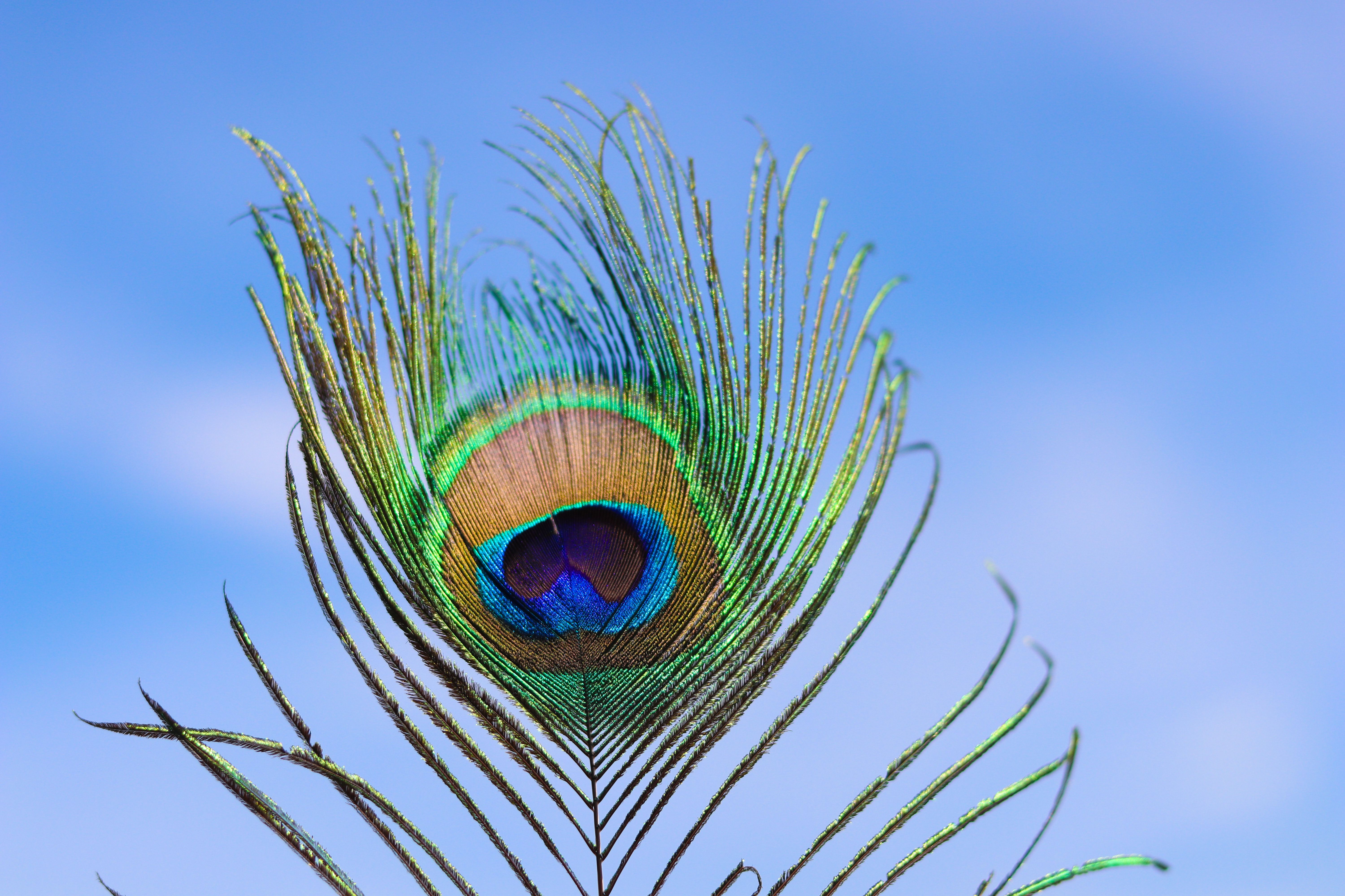 Pluma De Pavo Real Vibrante Contra Un Cielo Azul Claro · Foto de stock ...