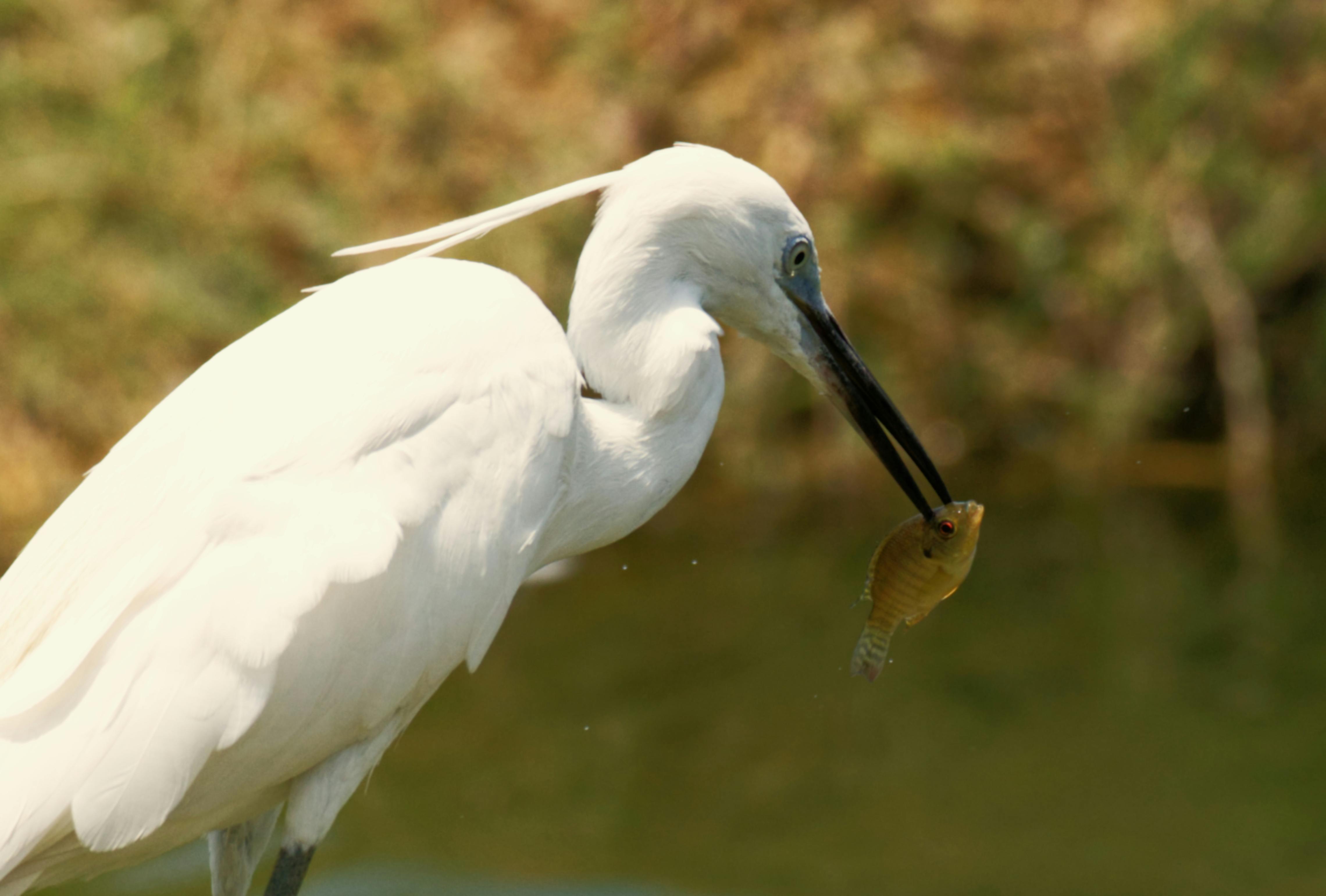 White Egret Catching Fish by Water's Edge · Free Stock Photo