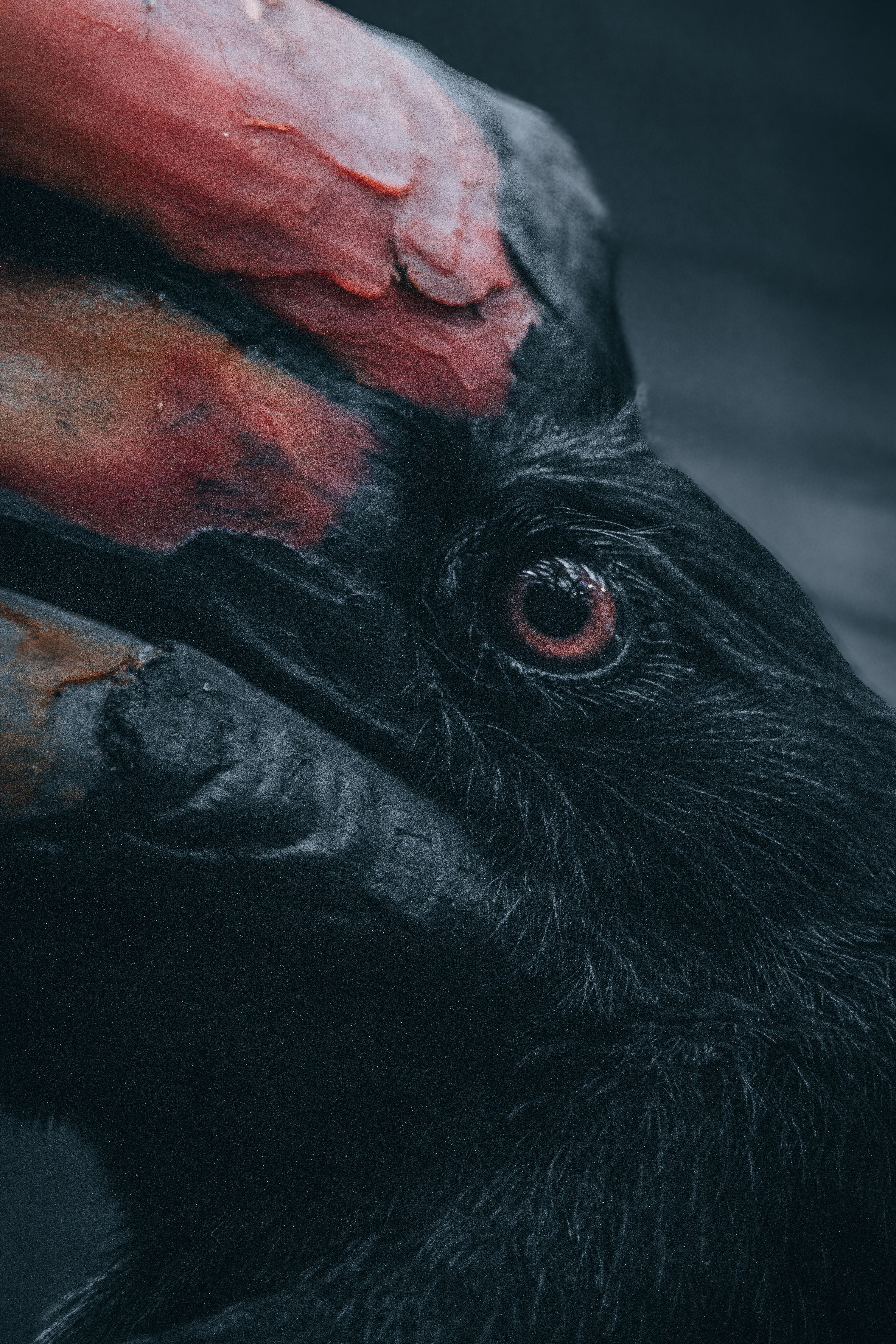Close-Up of Rhinoceros Hornbill's Eye and Beak Detail · Free Stock Photo