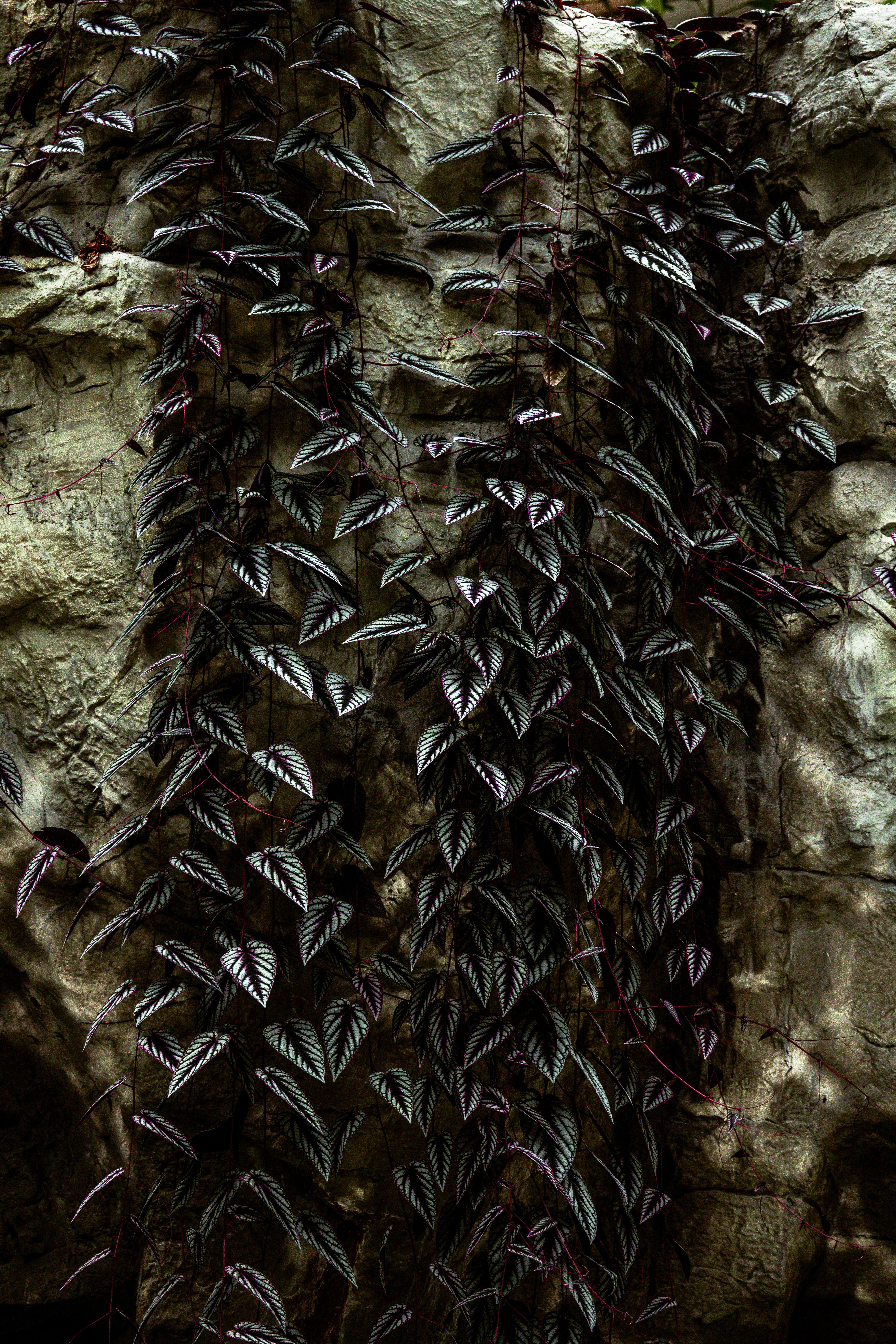 Plant Desktop Wallpaper Photos, Download The BEST Free Plant Desktop ...