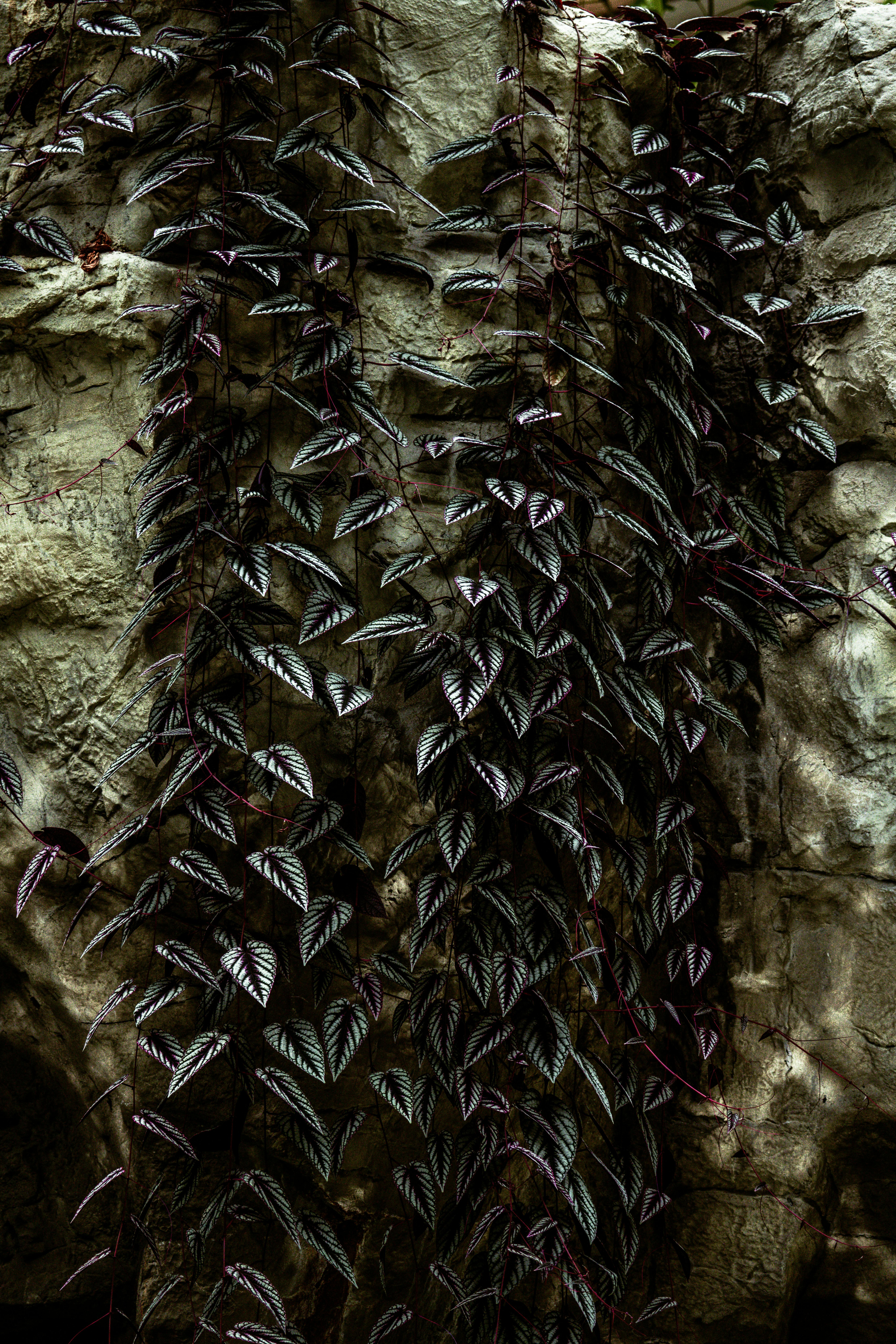Free Dense tropical vines cascade over a rugged rock wall, creating a ...