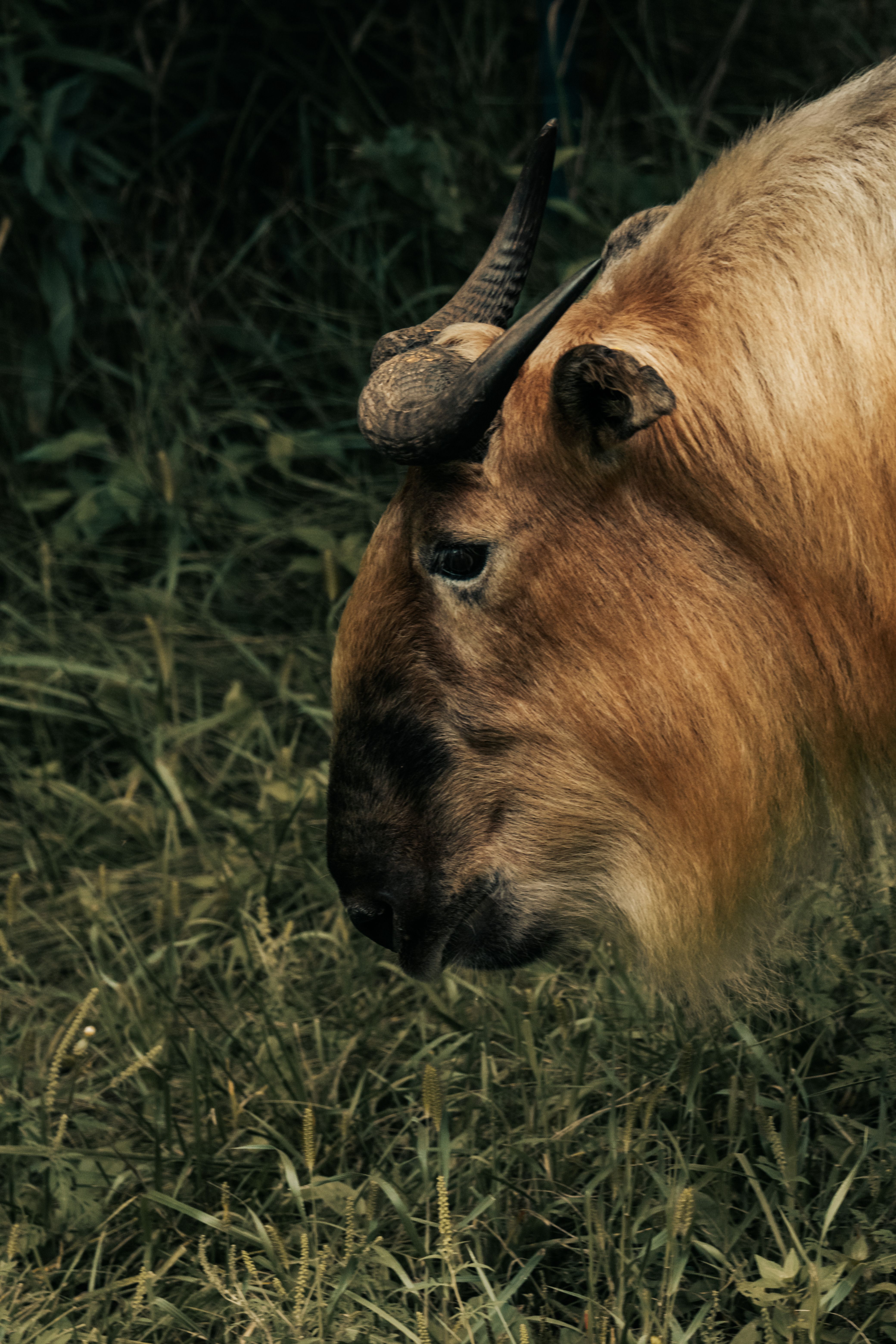 Close-up of a Majestic Takin in Grassy Habitat · Free Stock Photo