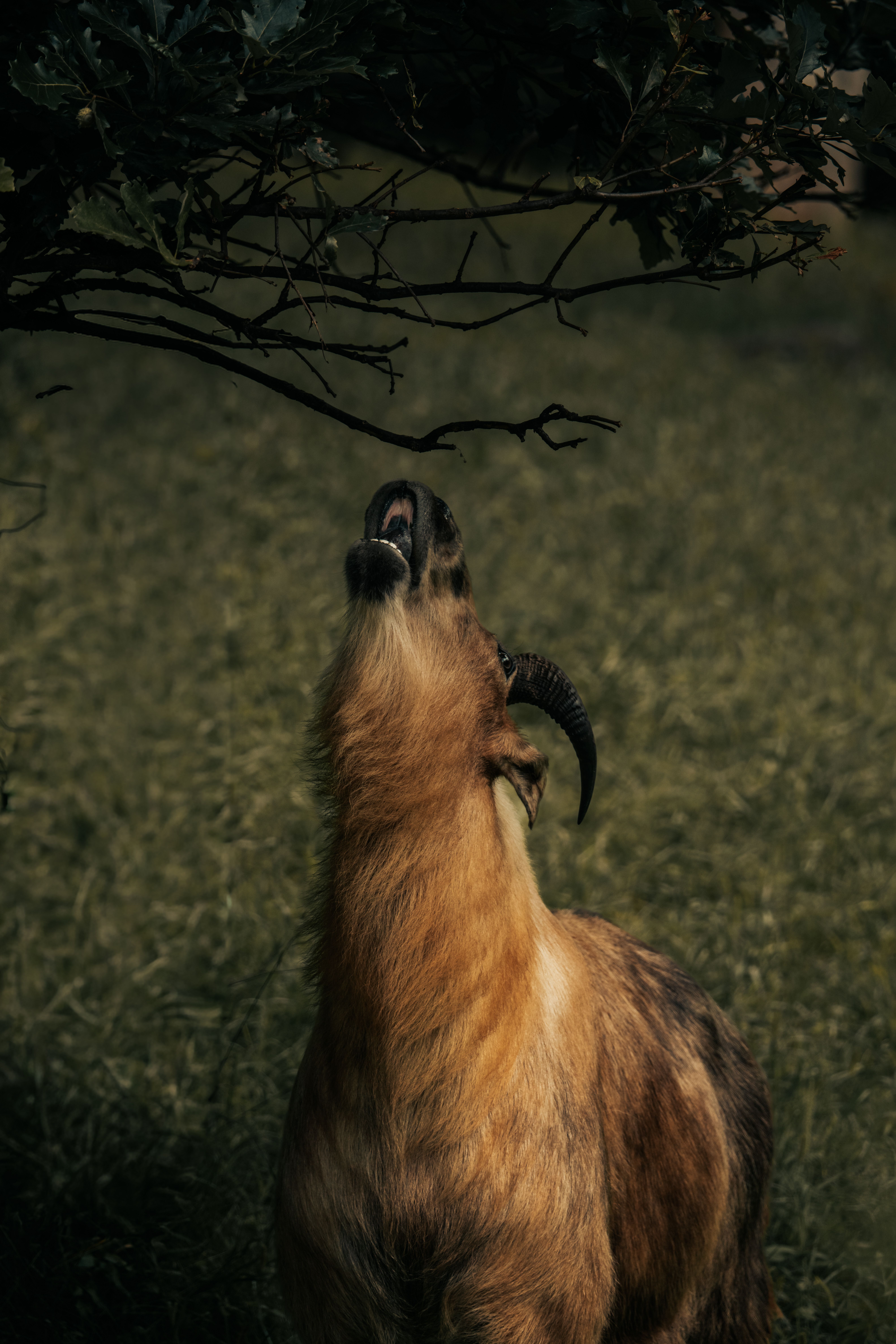 Majestic Takin Reaching for Leaves in Forest · Free Stock Photo