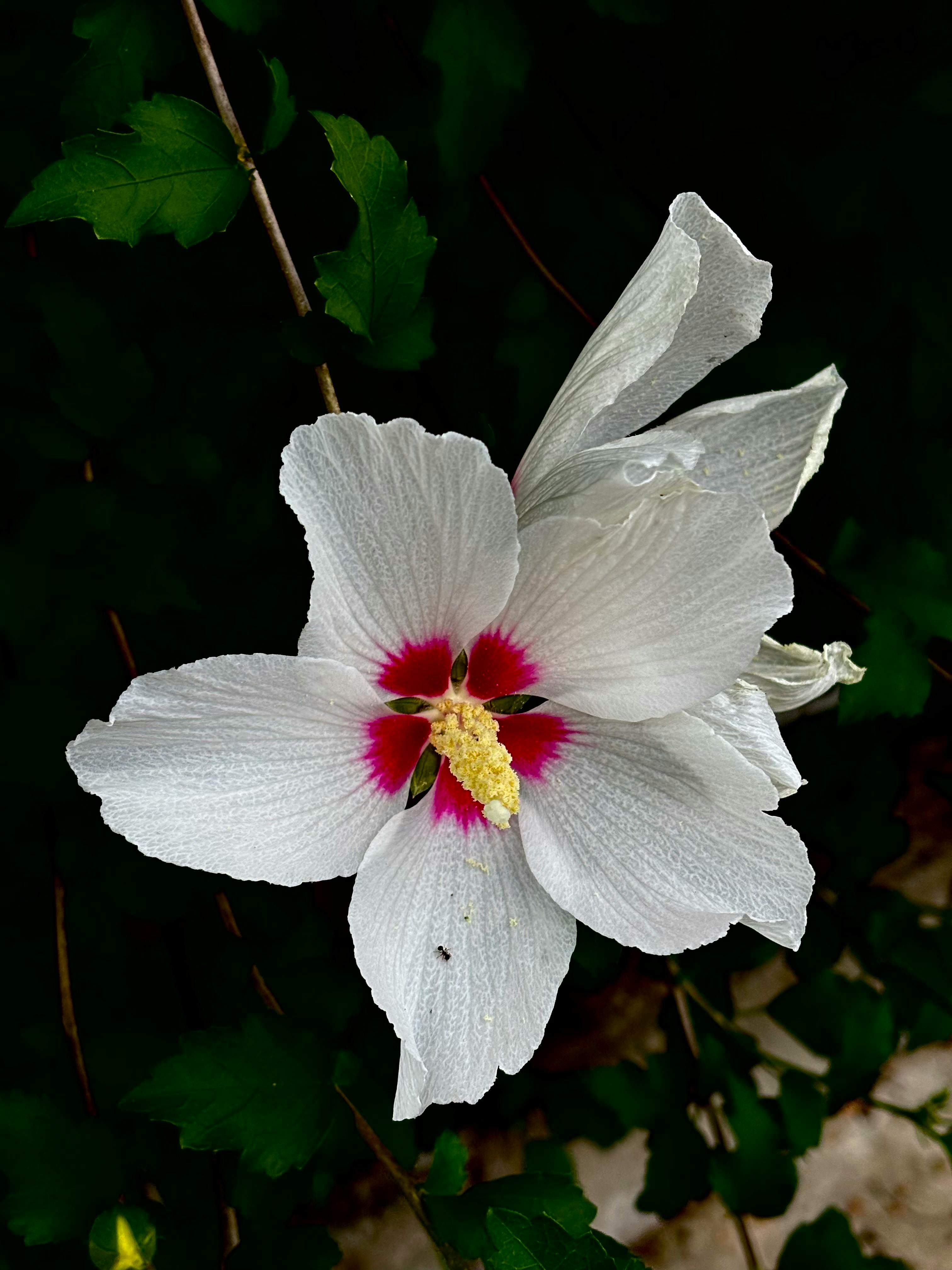 Mallow