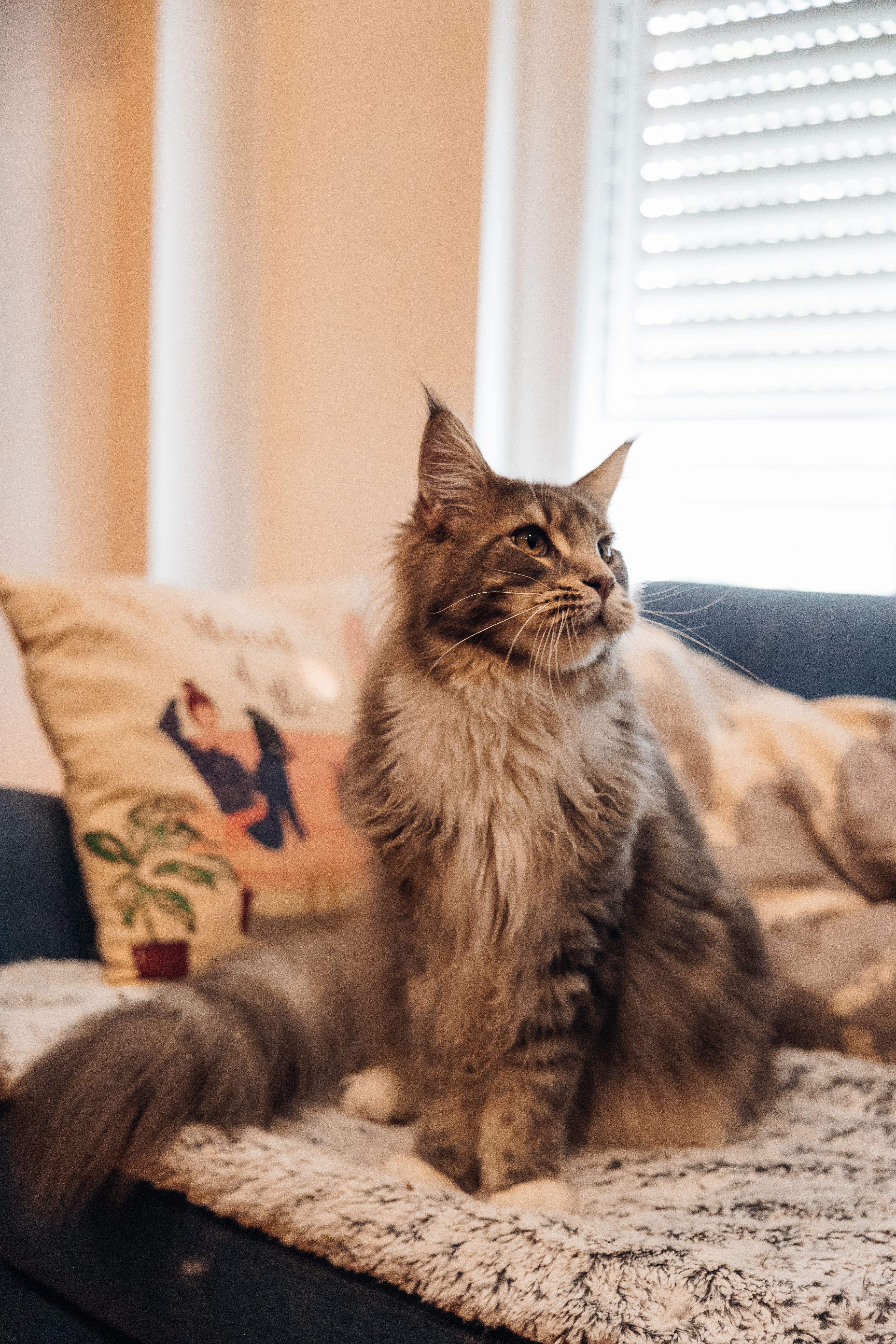 Elegant Maine Coon Cat Relaxing Indoors · Free Stock Photo