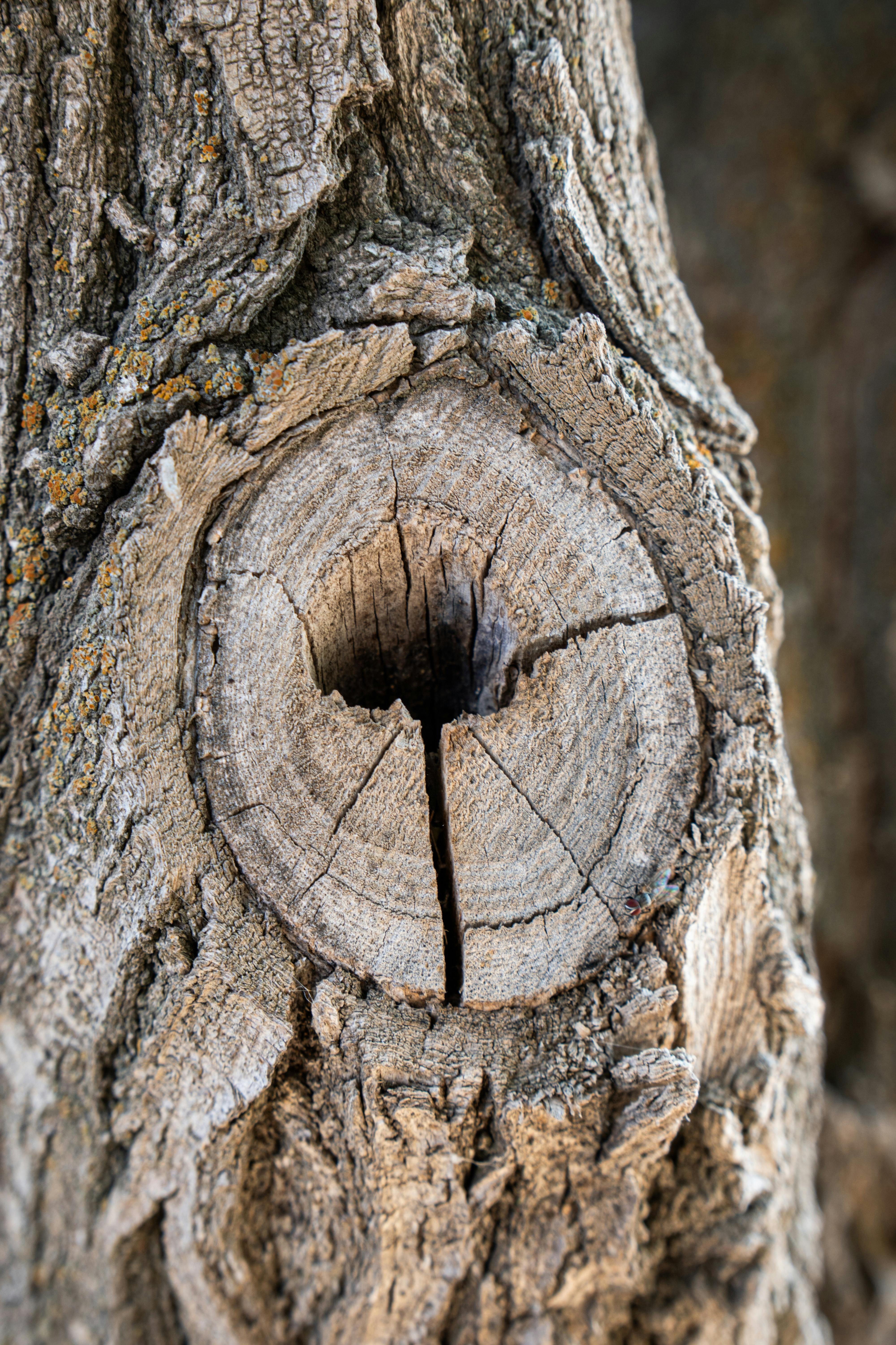 Close-Up of Knotted Tree Bark Texture · Free Stock Photo