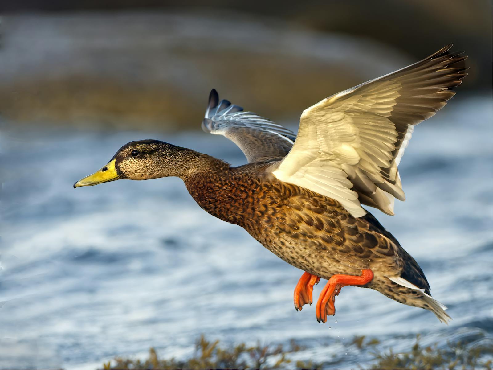 Flying Mallard Duck Photos, Download The BEST Free Flying Mallard Duck ...