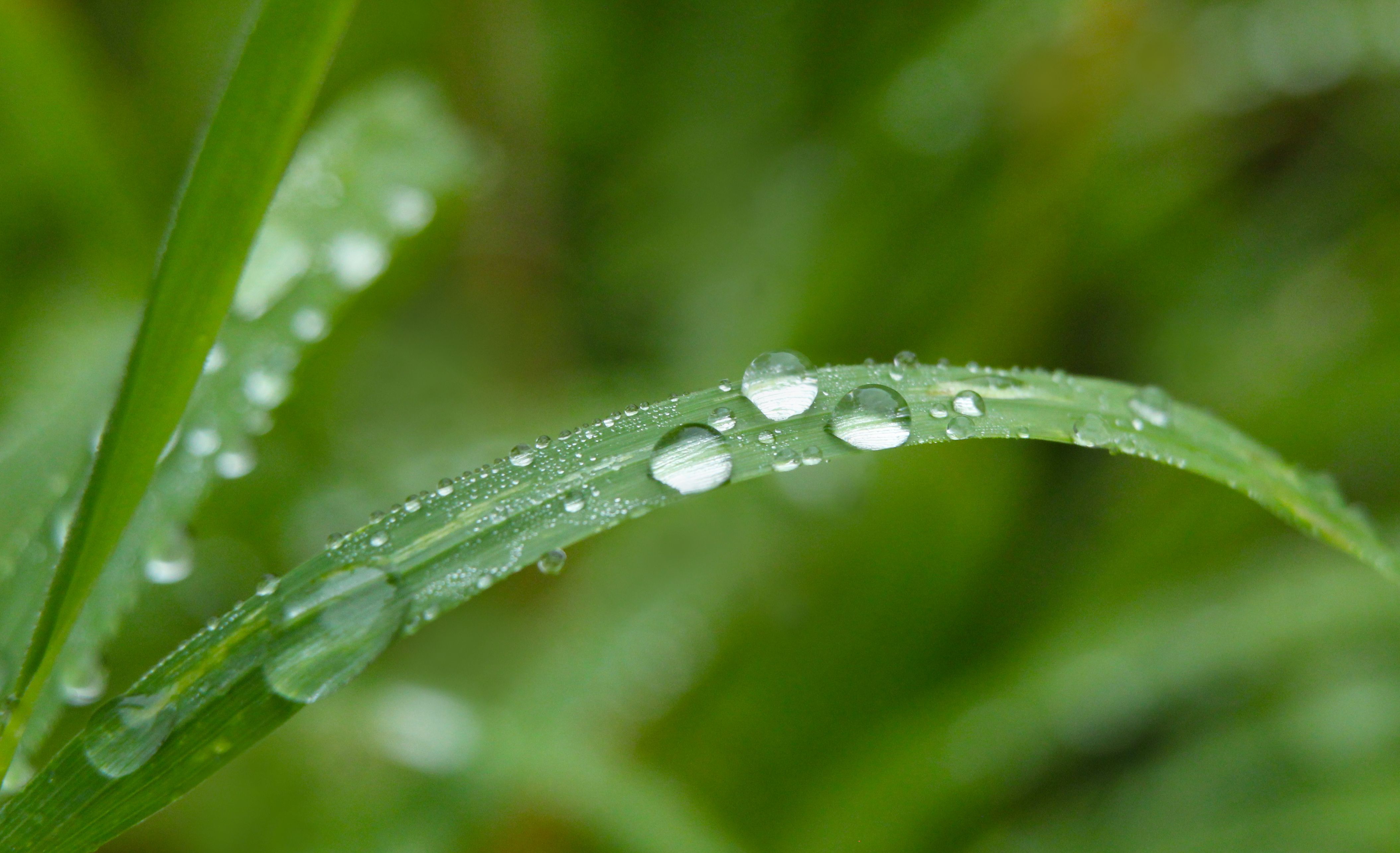 Macro Photography of Morning Dew Drop on the Plants Stem · Free Stock Photo