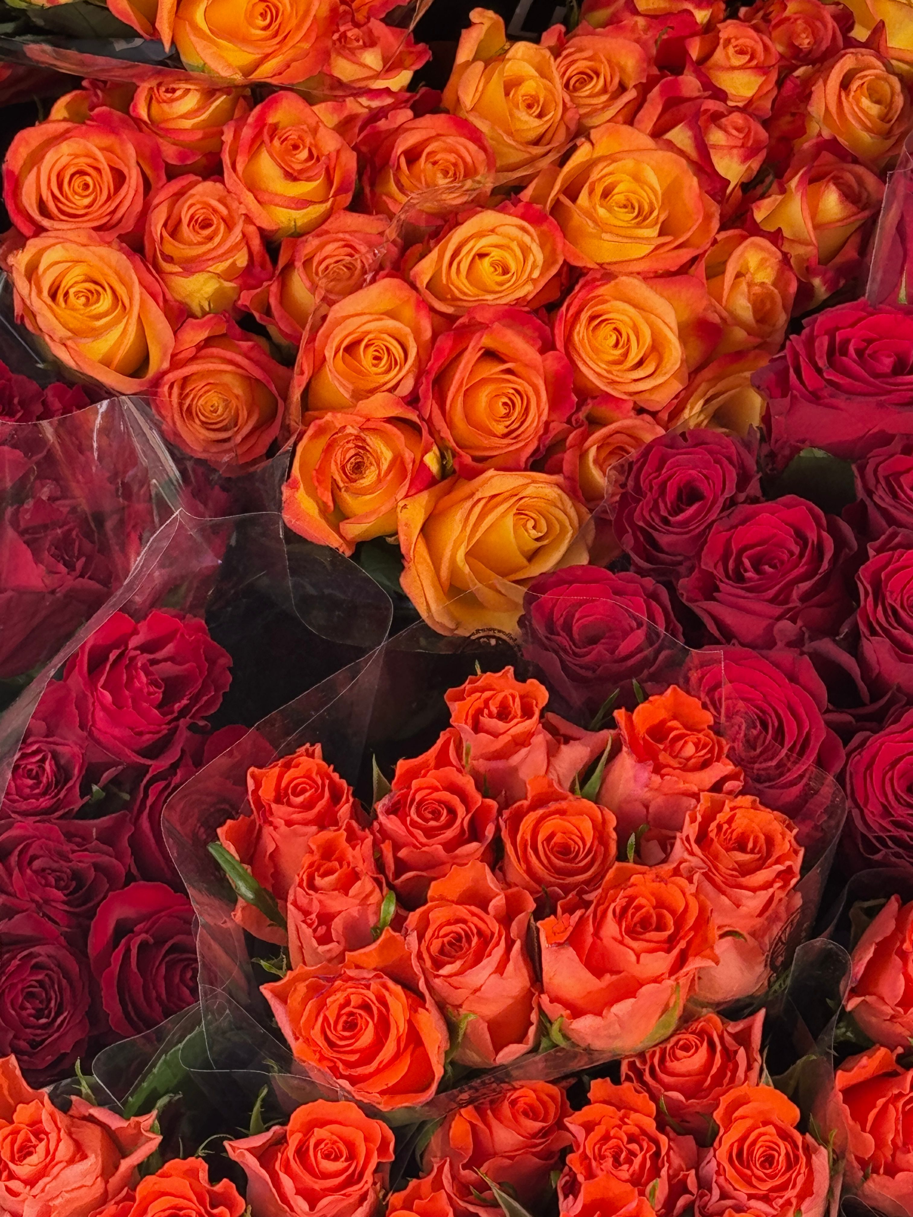 Vibrant Bouquet of Multi-Colored Roses · Free Stock Photo