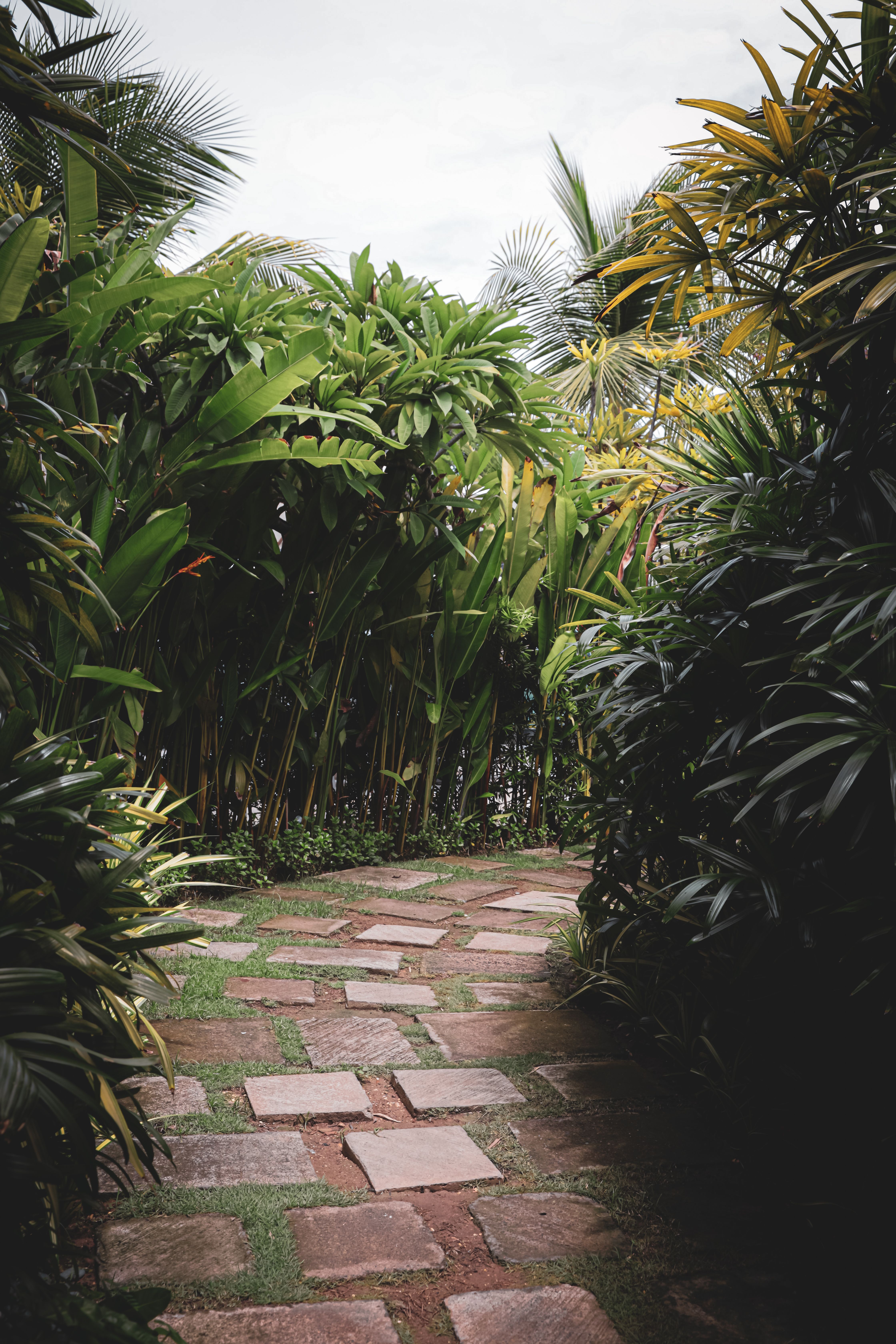 Tropical Garden Pathway in the Philippines · Free Stock Photo
