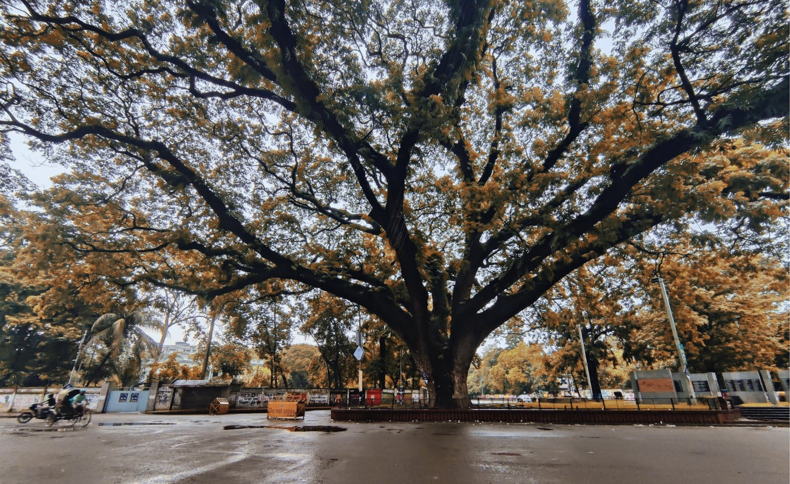 Old Tree Photos, Download The BEST Free Old Tree Stock Photos & HD Images