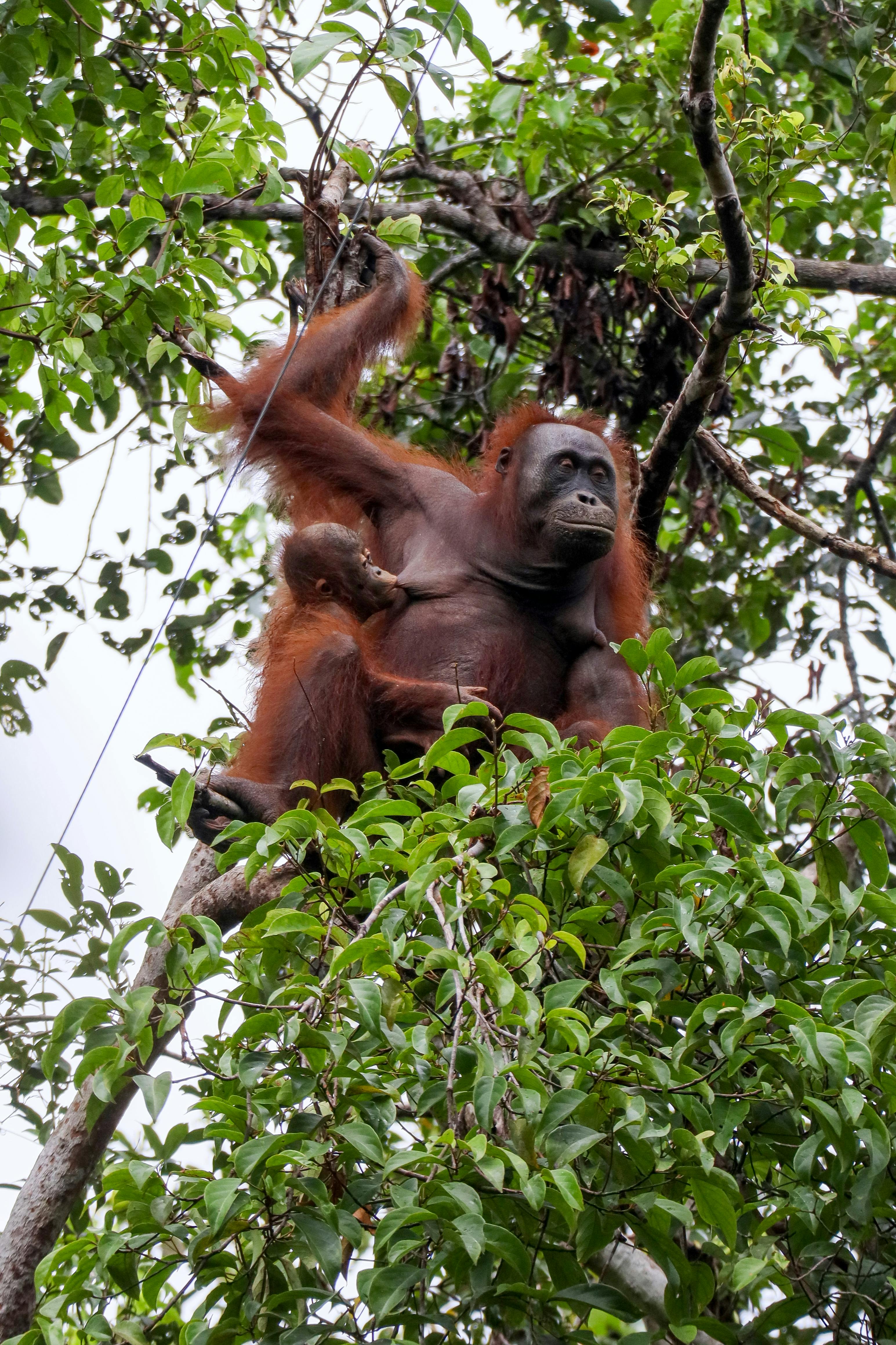 Brown Primate Hanging on Tree · Free Stock Photo