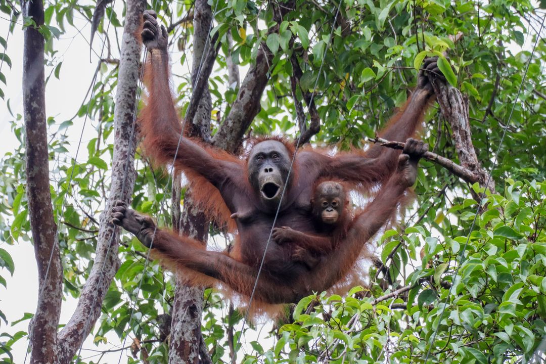 WWF Protects Endangered Species Worldwide Efforts