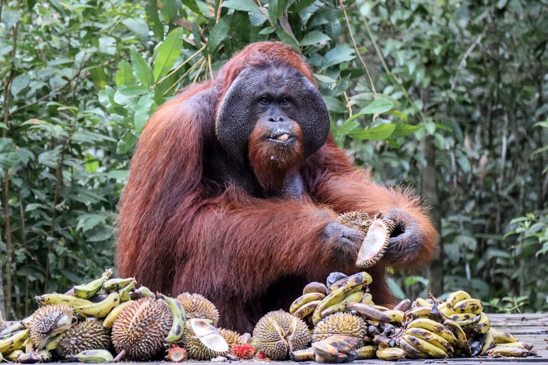 Sumatran Orangutans Diet: What They Eat and Why It Matters