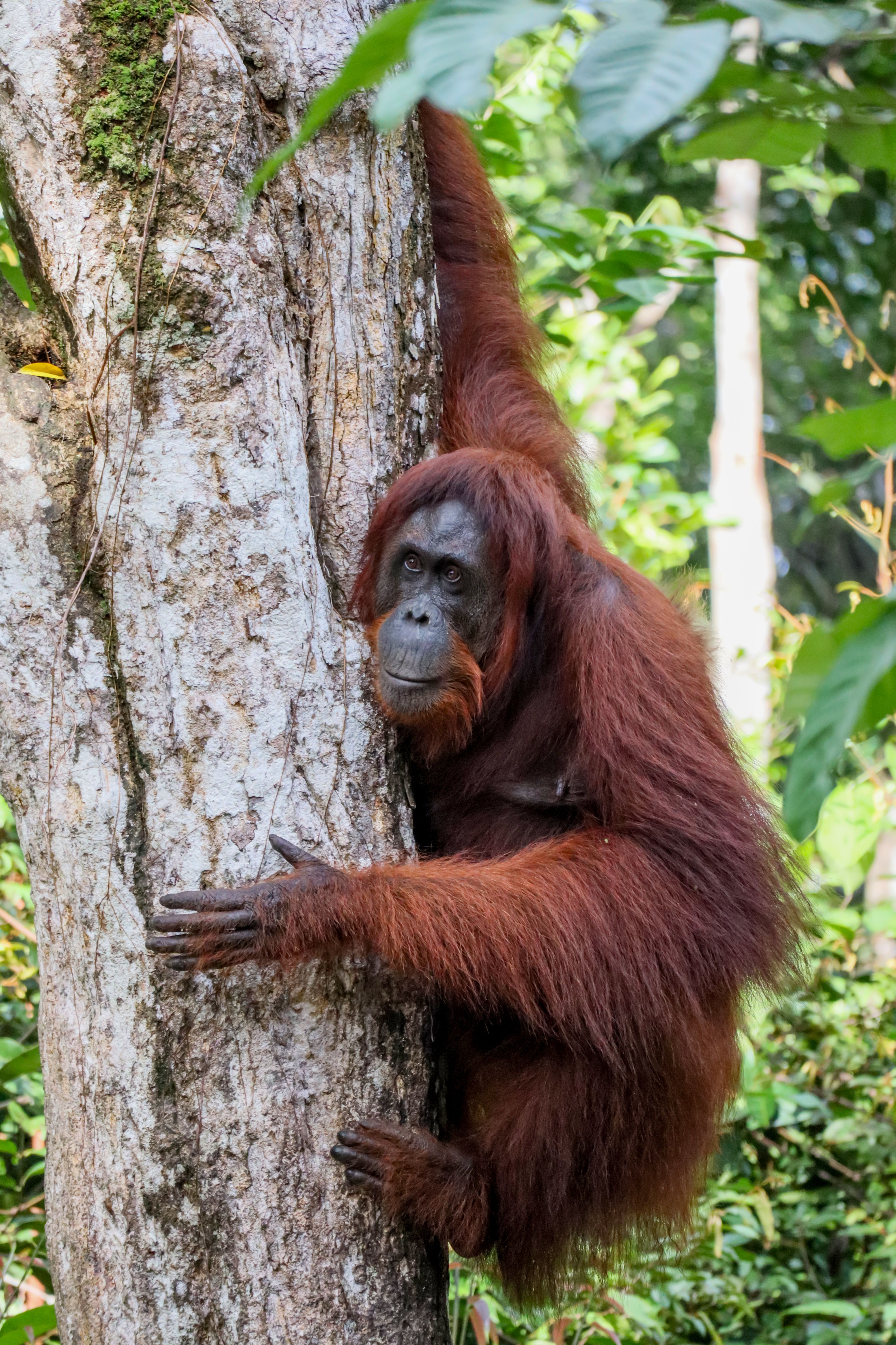 Orangutan Climbing Tree in Rainforest Habitat · Free Stock Photo