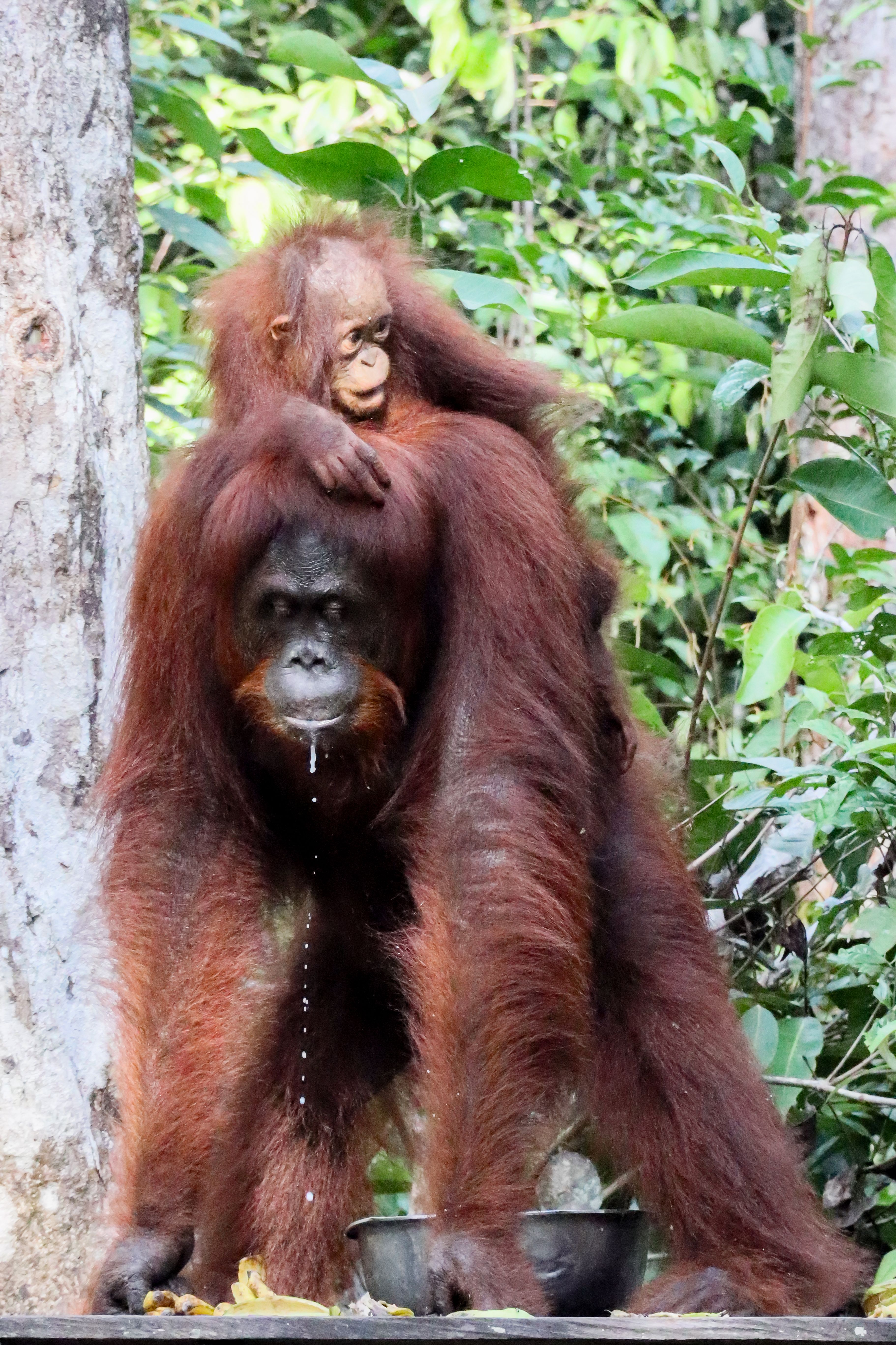 Brown Primate Hanging on Tree · Free Stock Photo