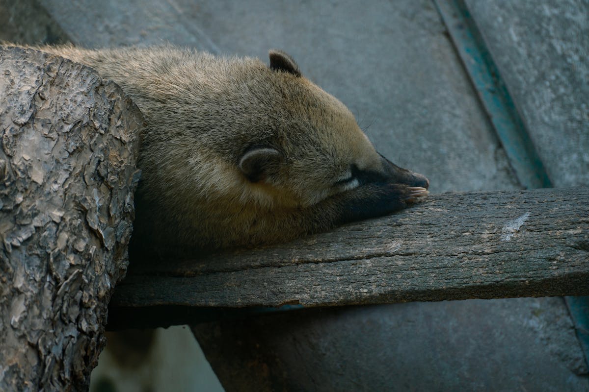 Elephants in Captivity Struggle with Health and Welfare