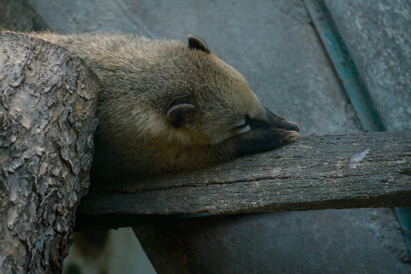 Animals in Captivity Statistics: Facts You Need to Know