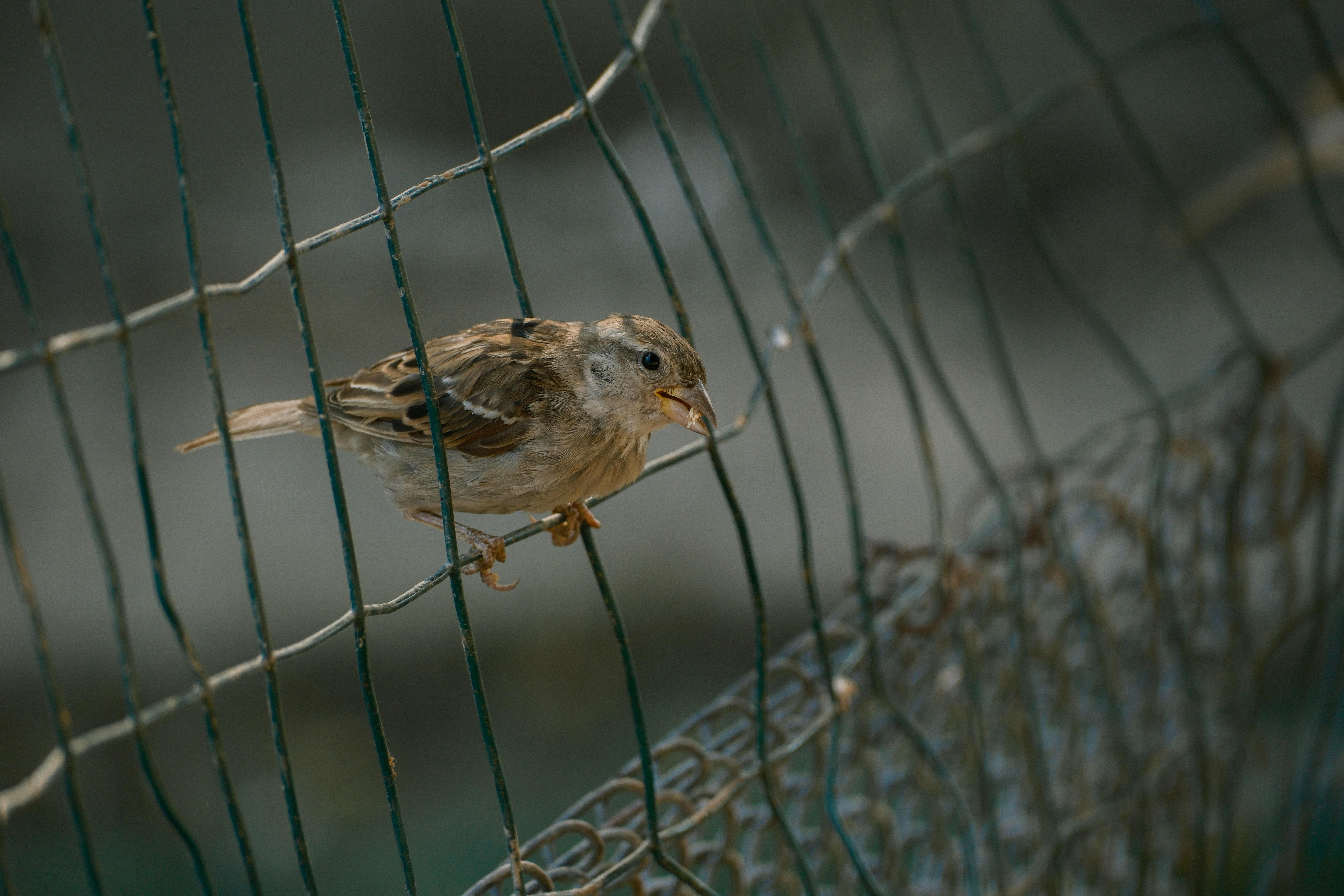 Sparrow Bird Identification: Mastering 11 Species Worldwide
