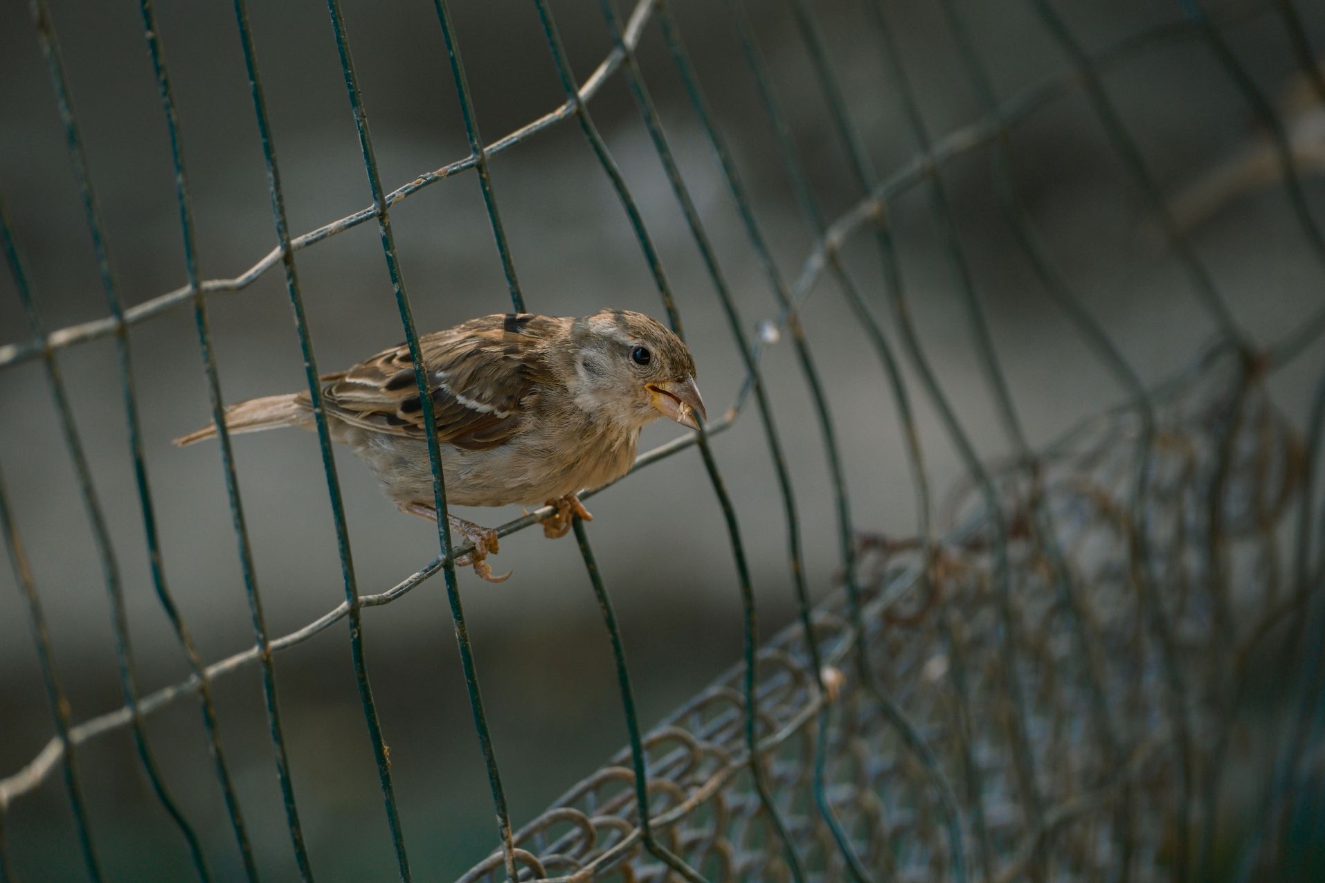 Sparrow Bird Identification: Mastering 11 Species Worldwide