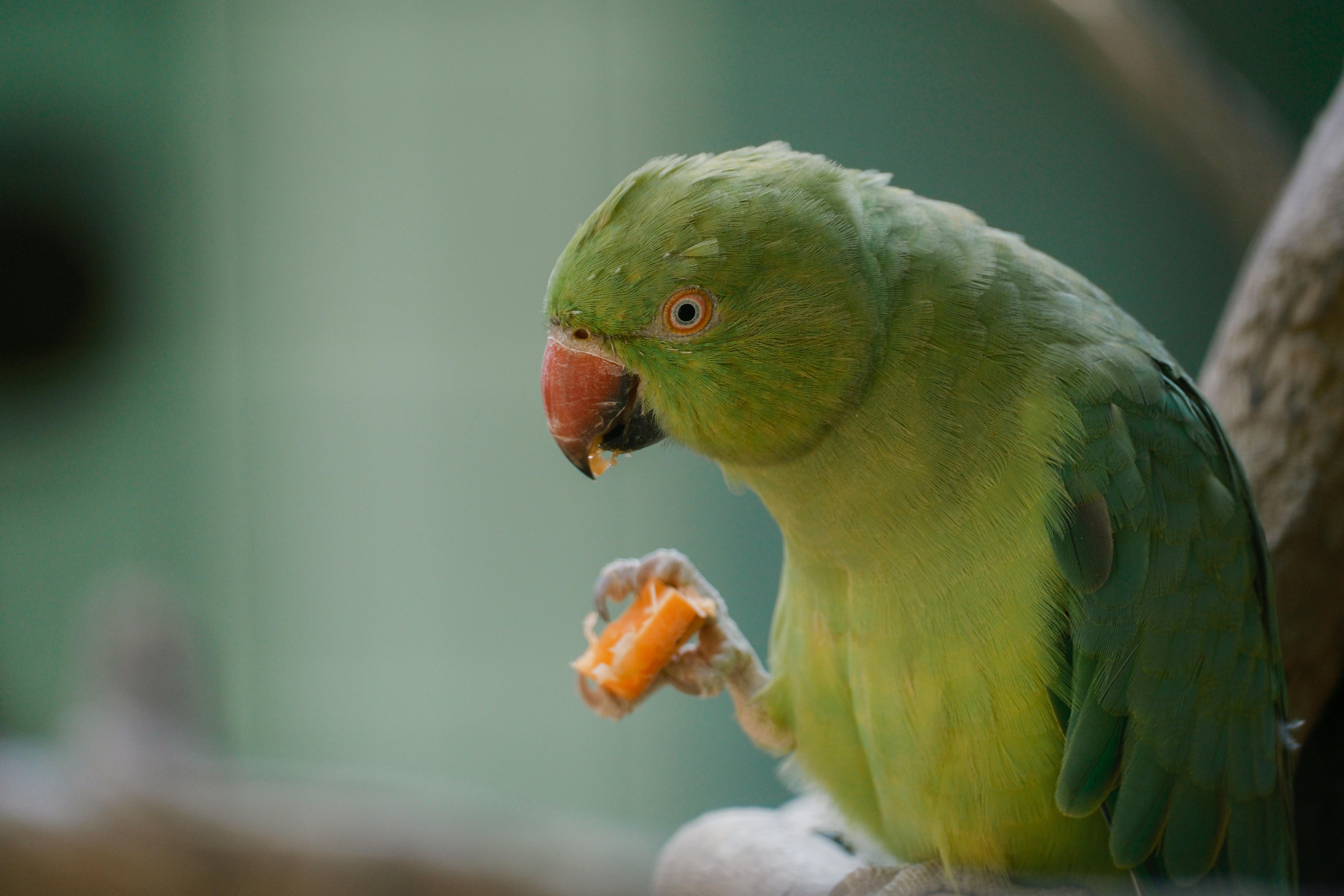 Lineolated Parakeet Colors: A Simple Guide to Breed and Care