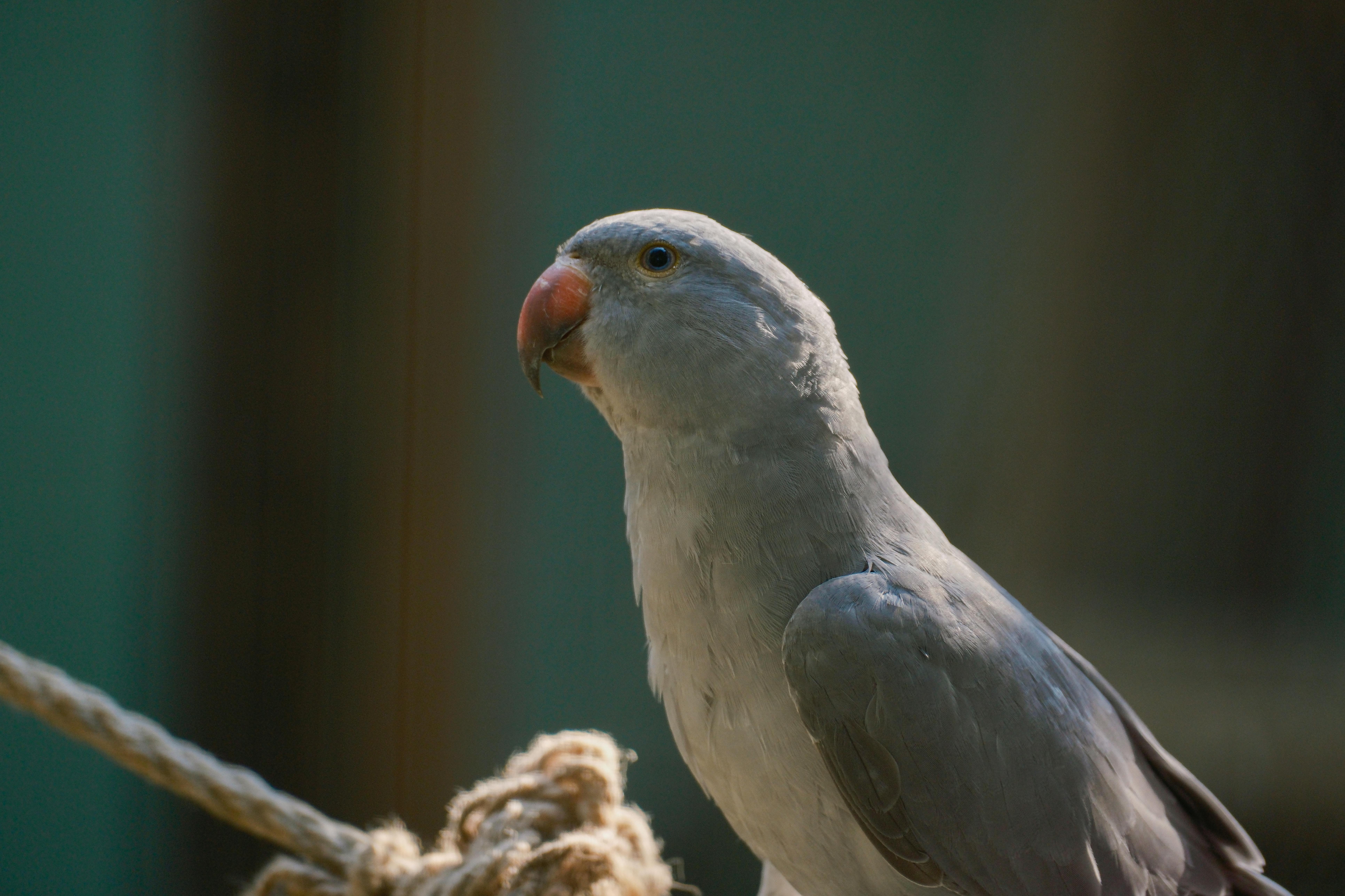 Exploring Pros and Cons of Keeping Animals in Captivity