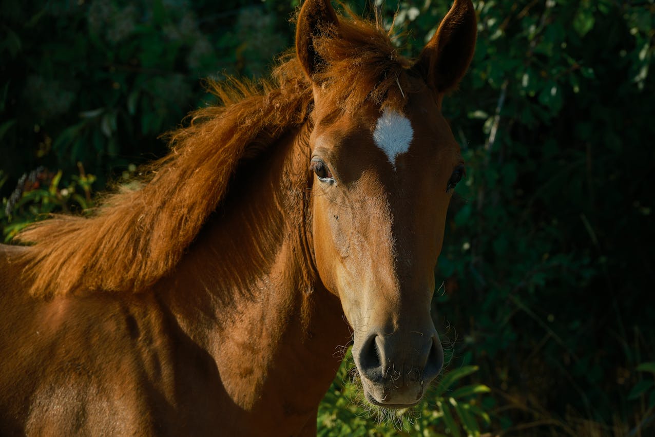 Chestnut vs Sorrel Horse Color: What's the Difference?