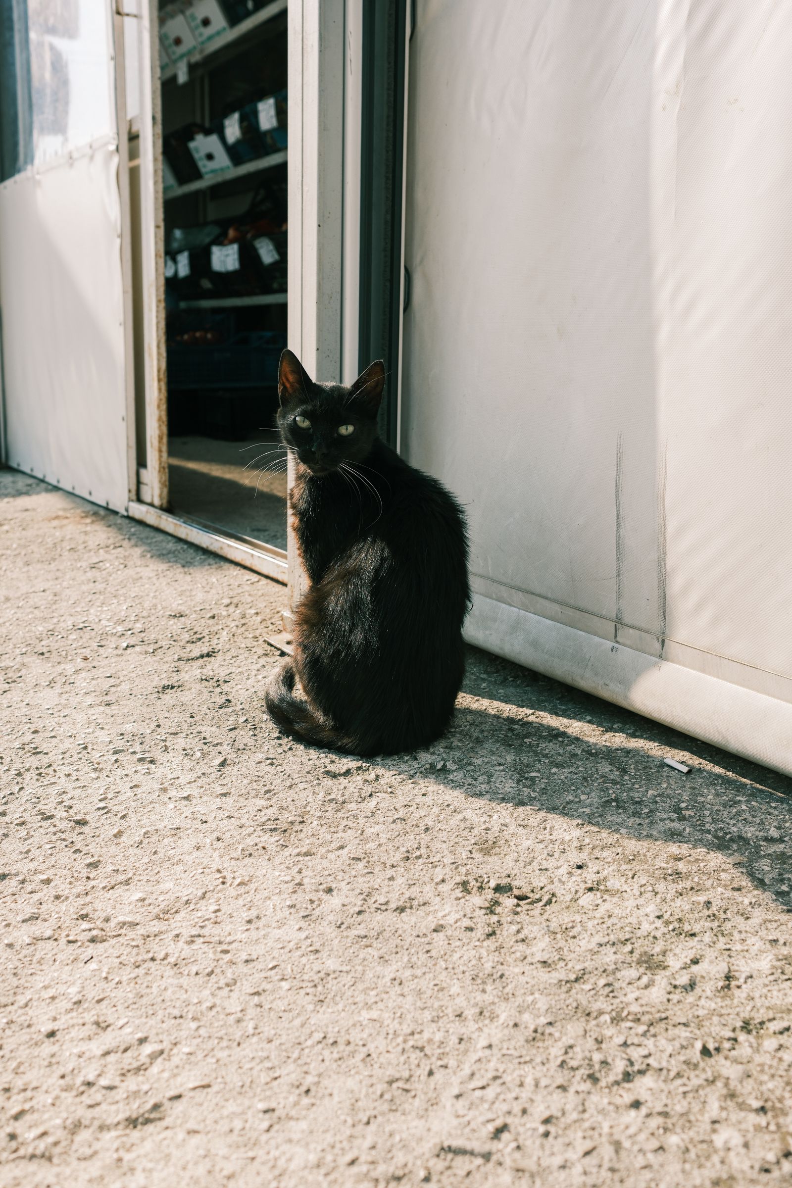 Cat Sitting Photos, Download The BEST Free Cat Sitting Stock Photos ...