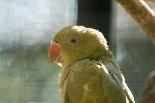 Red Breasted Parakeet Facts and Conservation Status