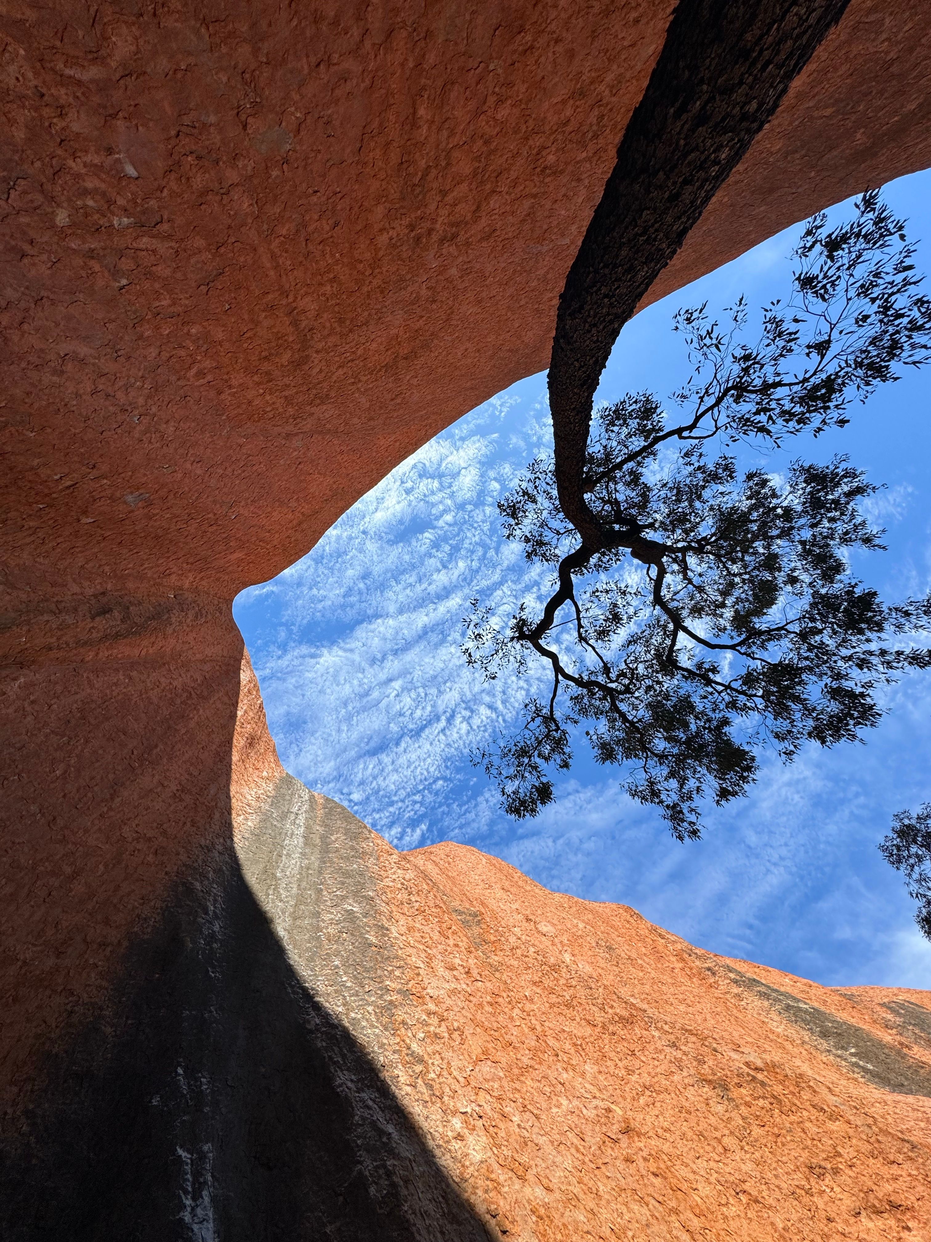 Tree Branch Against Blue Sky and Red Rock Formation · Free Stock Photo