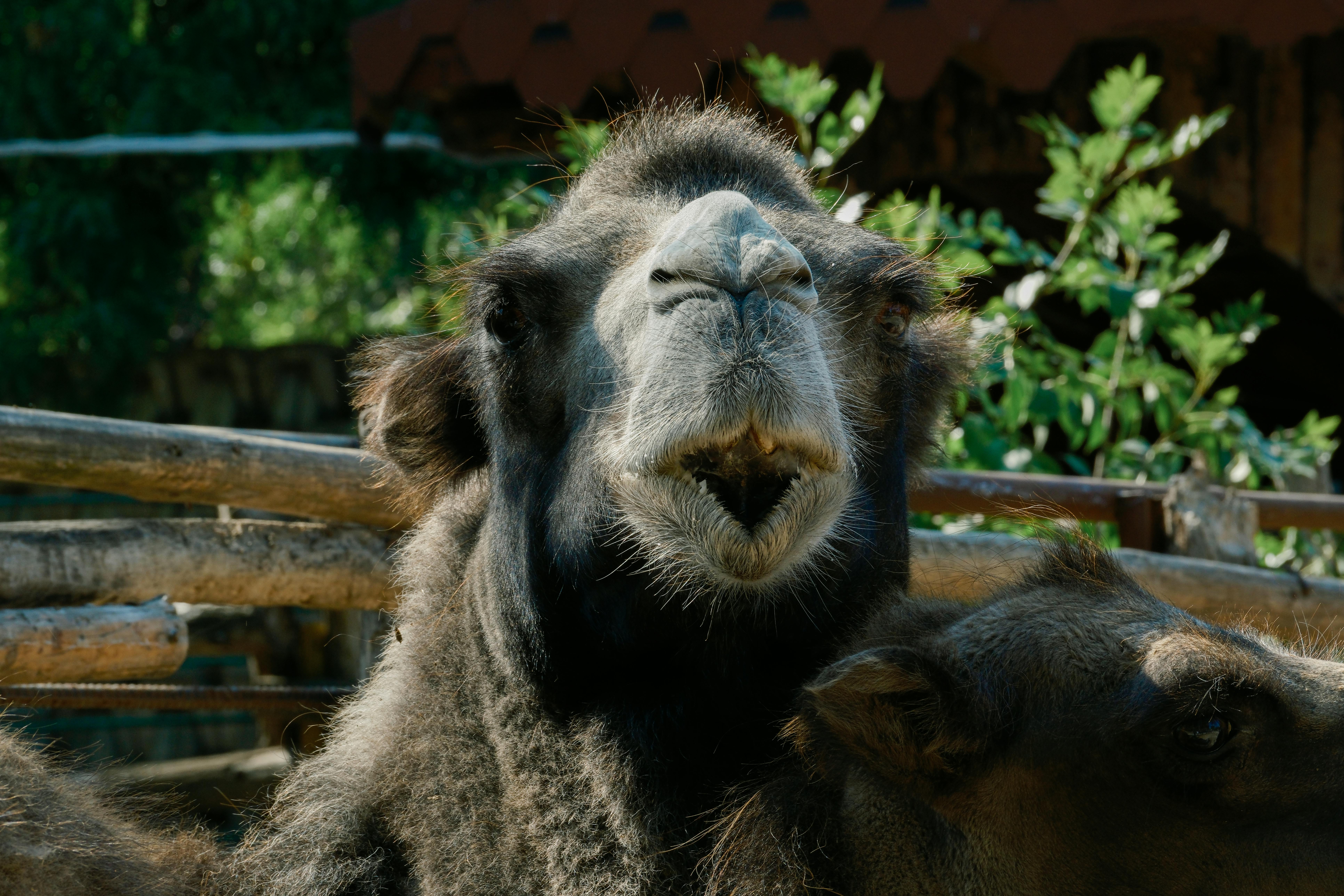 Funny Camel Photos, Download The BEST Free Funny Camel Stock Photos ...