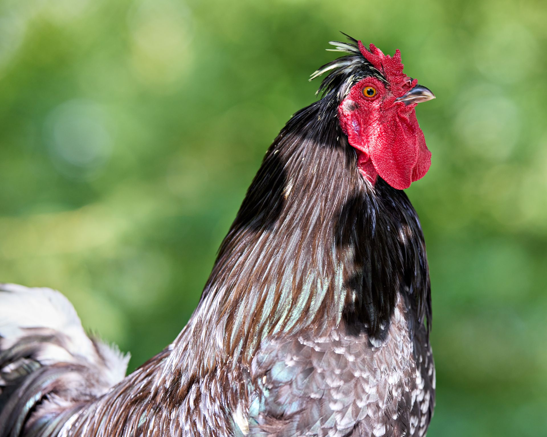 Can Bird Feathers Carry Diseases and Infect Humans Directly?