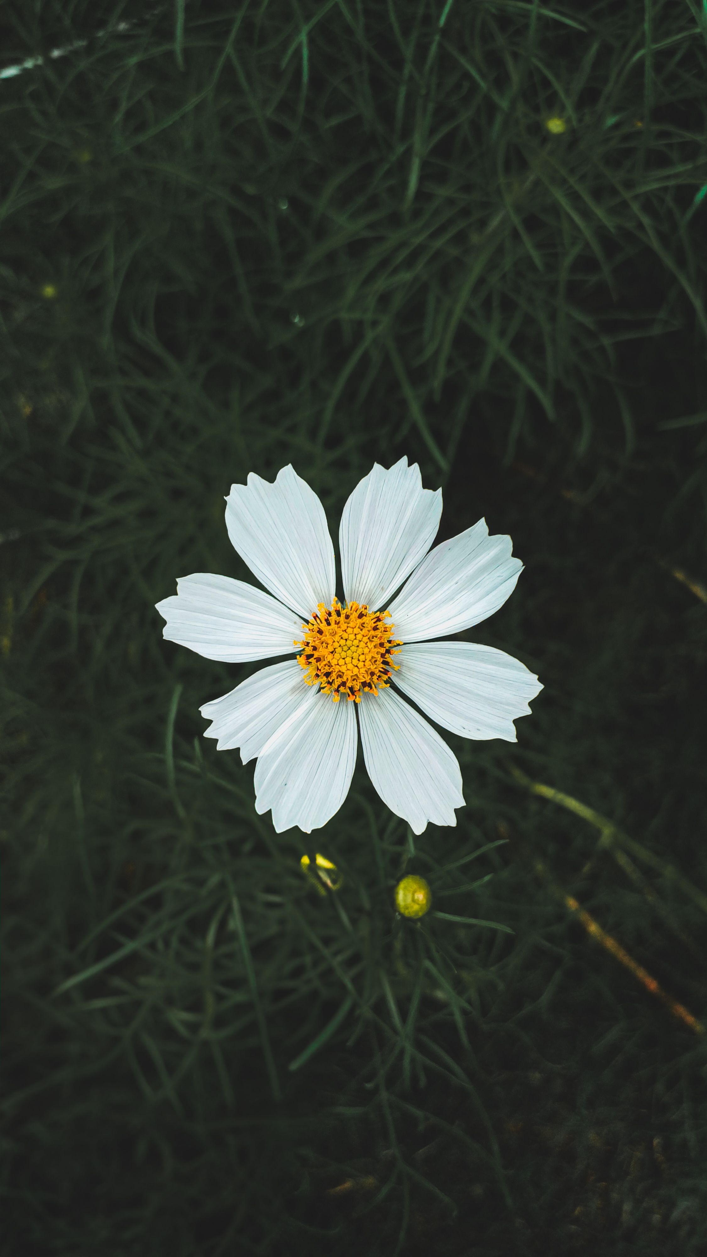 White Cosmos Flower Against Dark Foliage · Free Stock Photo