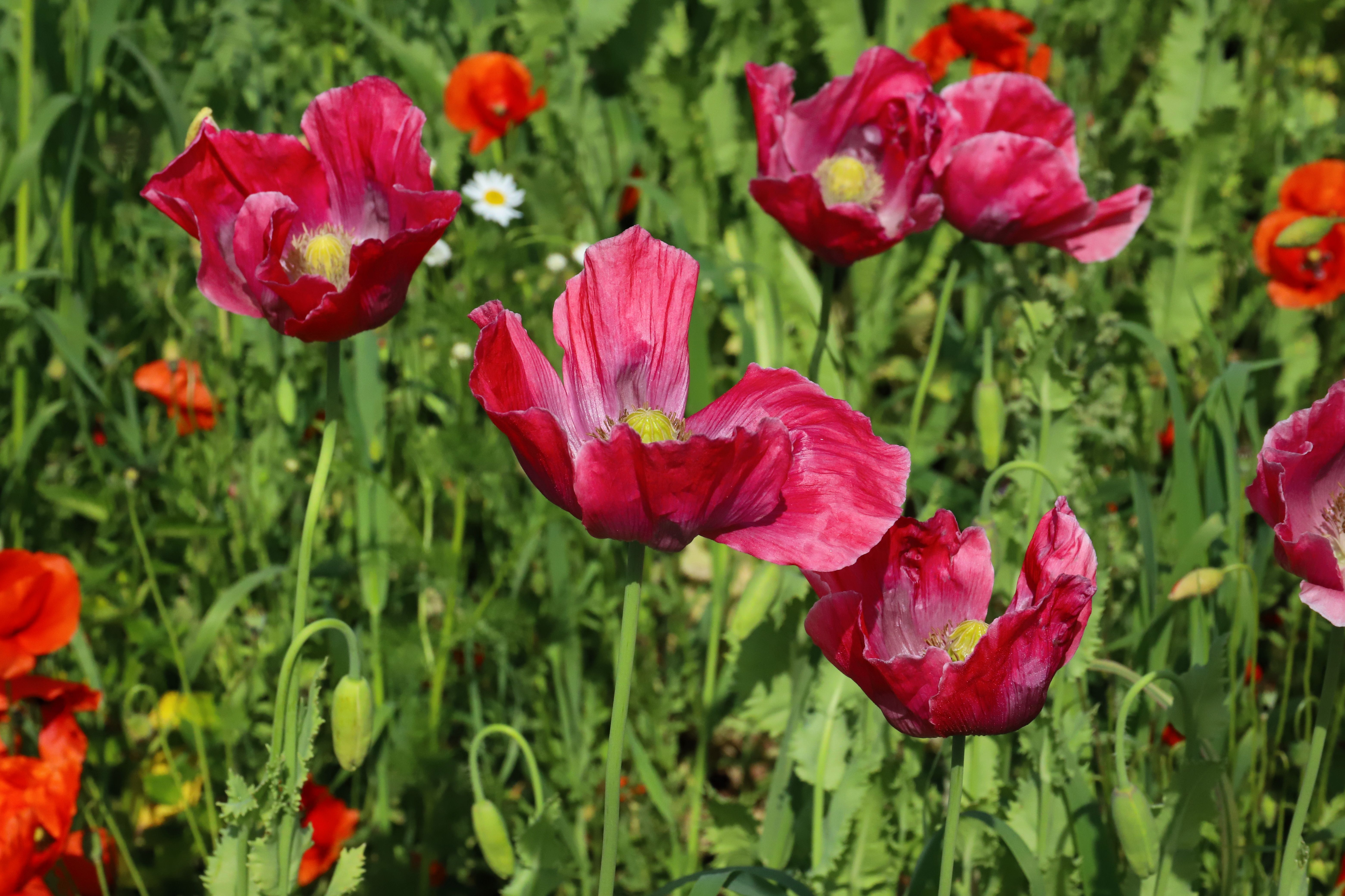 Flowers Dslr Background Photos, Download The BEST Free Flowers Dslr ...