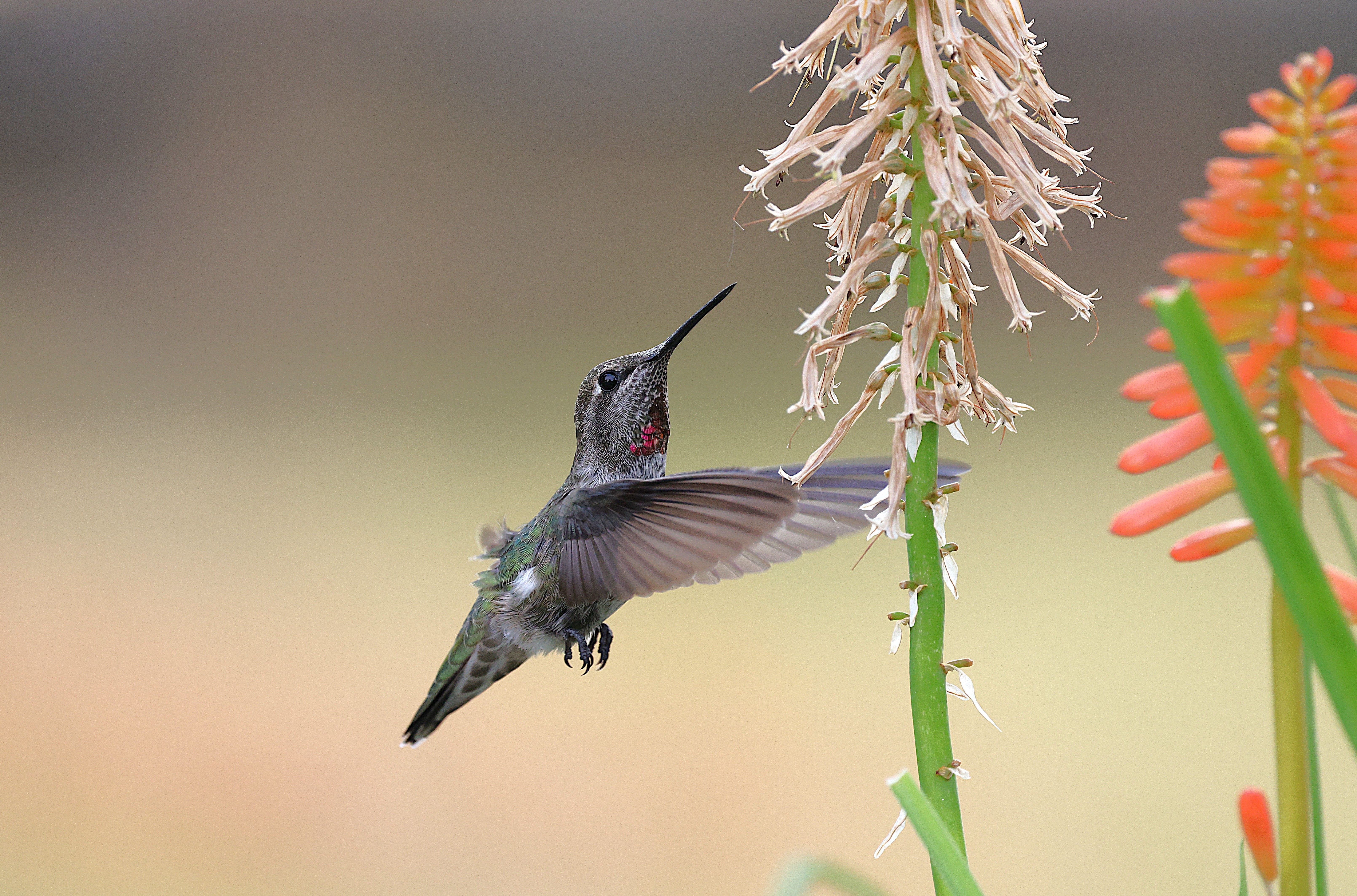 Close-Up Photo of Hummingbird Near Flowers · Free Stock Photo
