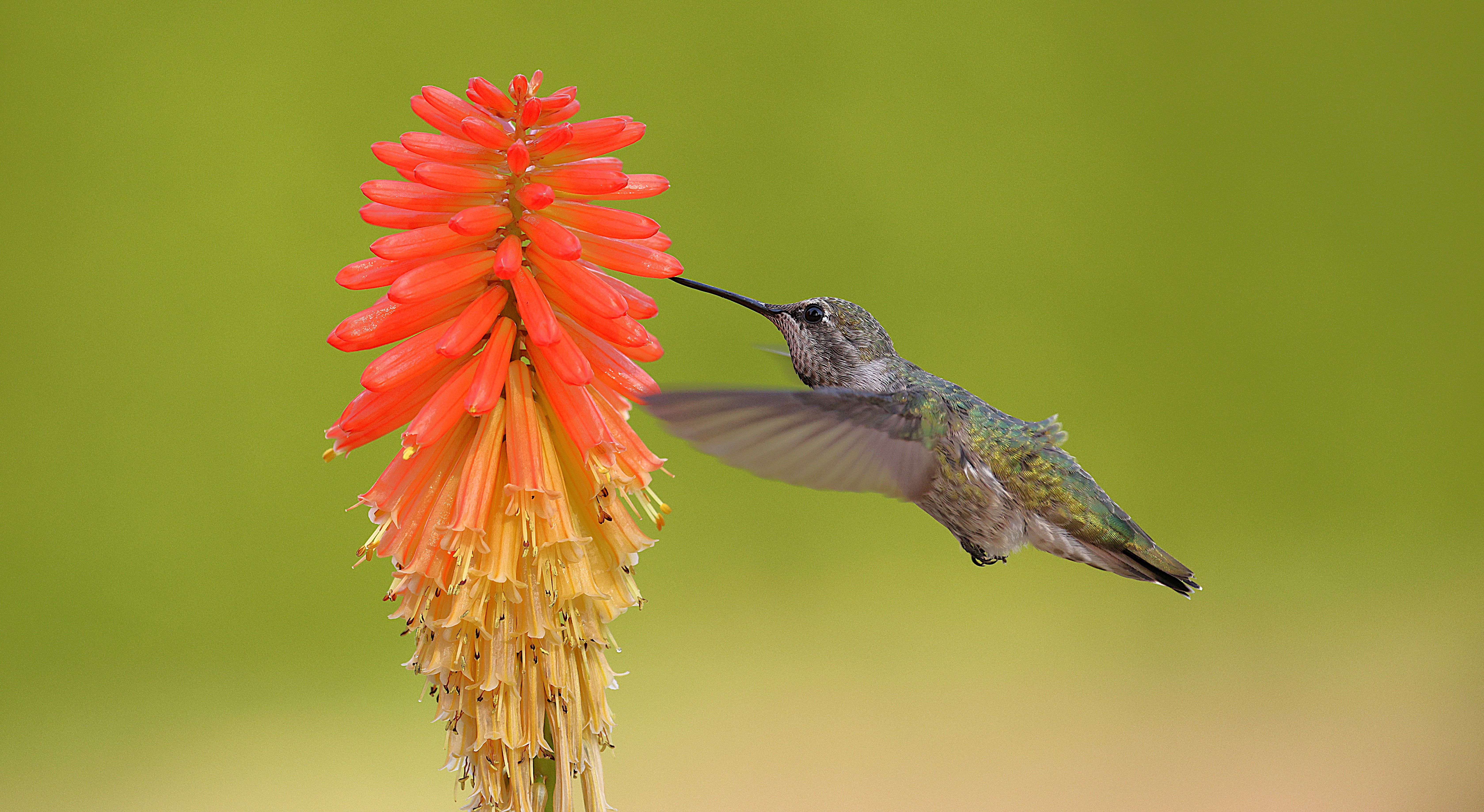 Lily Flutter Photos, Download The BEST Free Lily Flutter Stock Photos ...