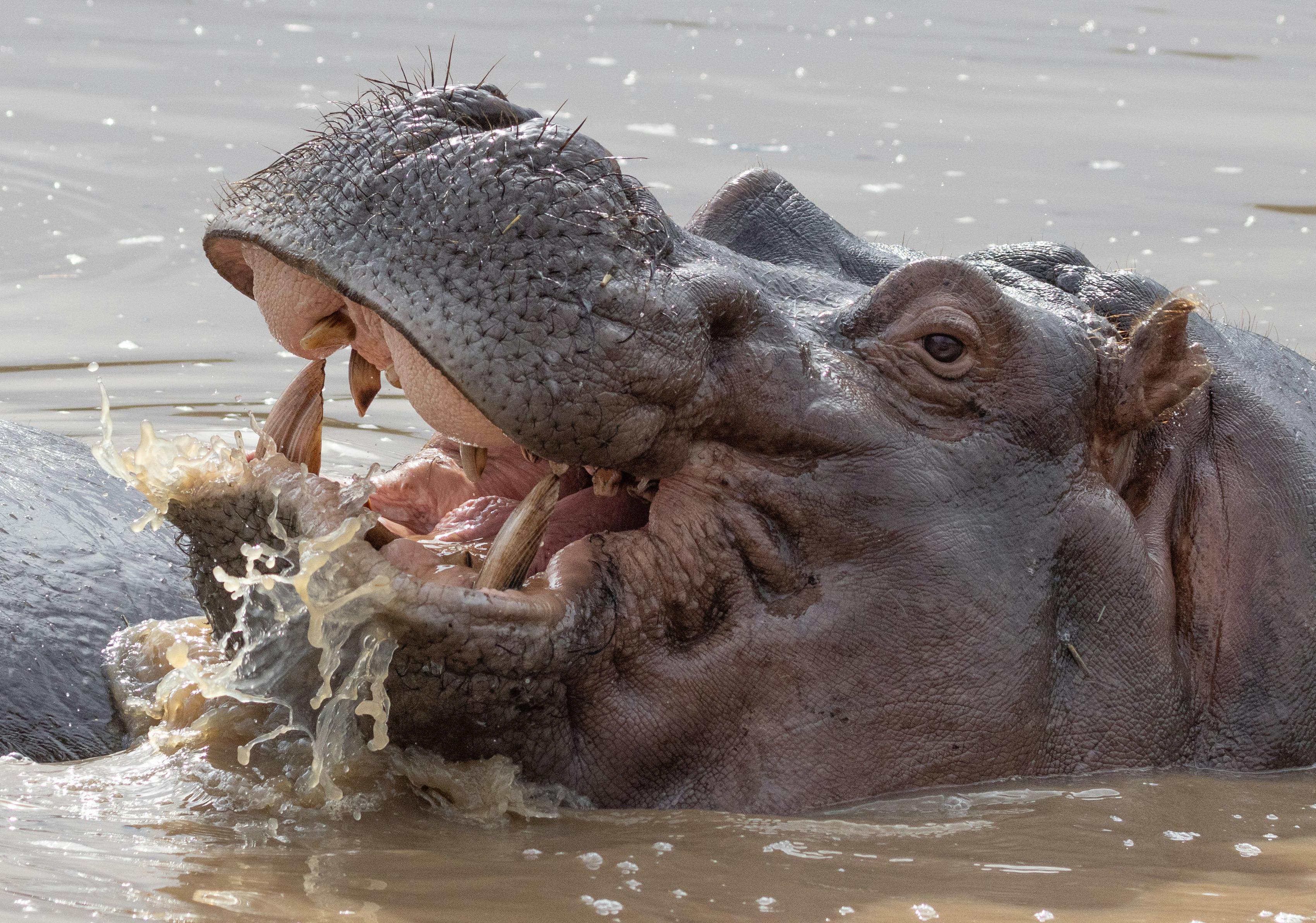 Aggressive Behaviour Photos, Download The BEST Free Aggressive ...