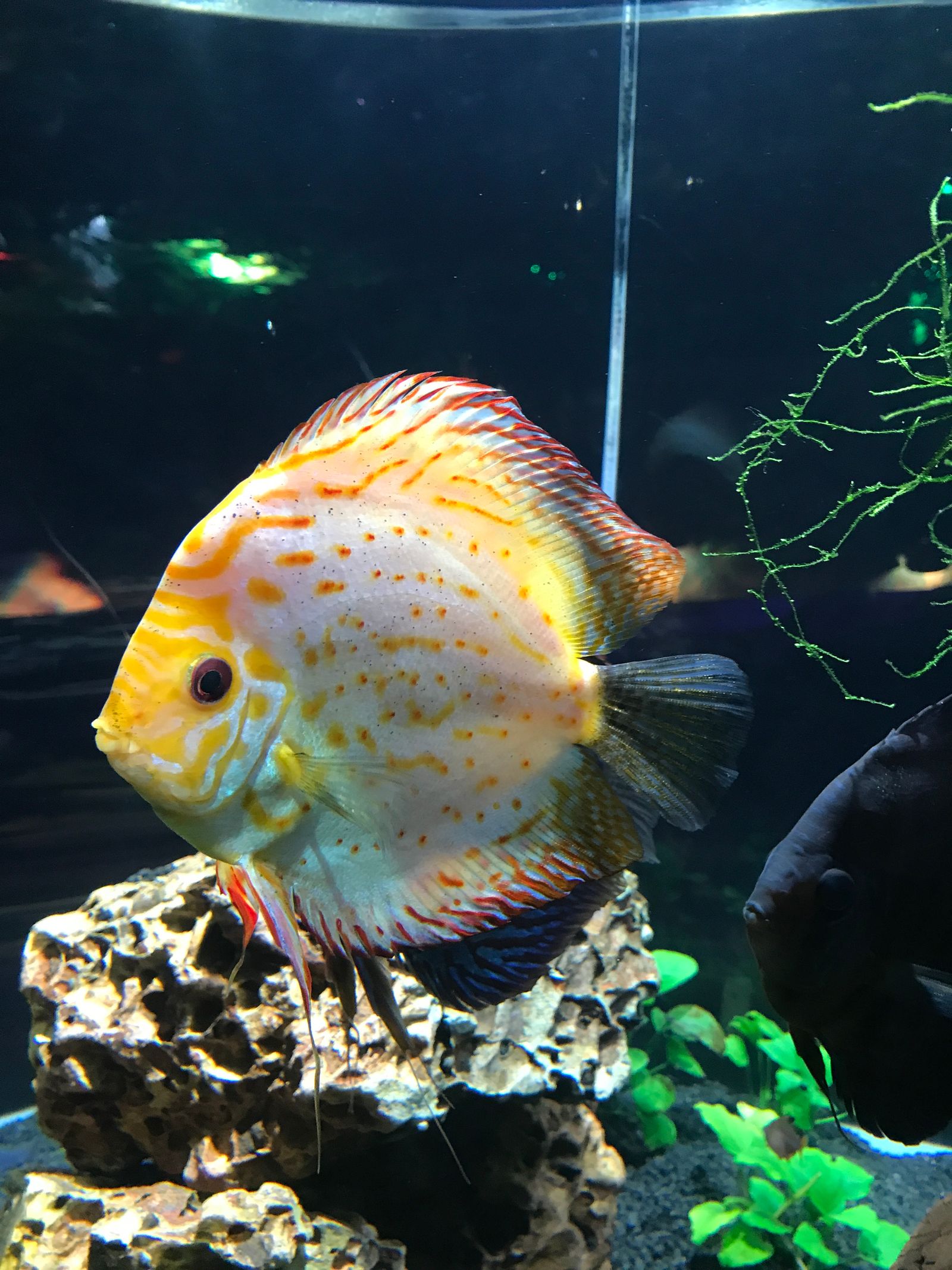 Freshwater Fish Photos, Download The BEST Free Freshwater Fish Stock ...