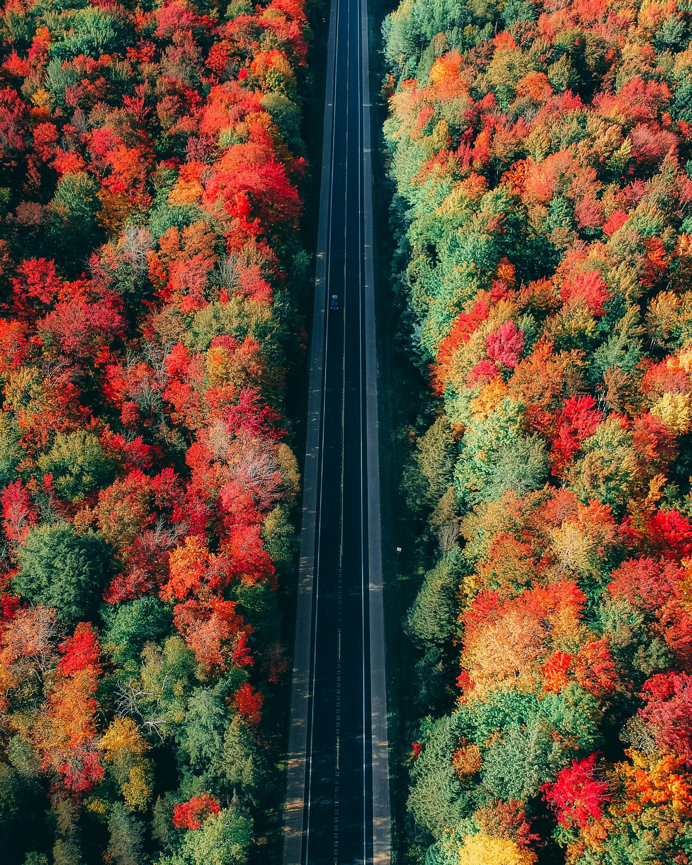 Bird's Eye View Of Trees During Daytime · Free Stock Photo